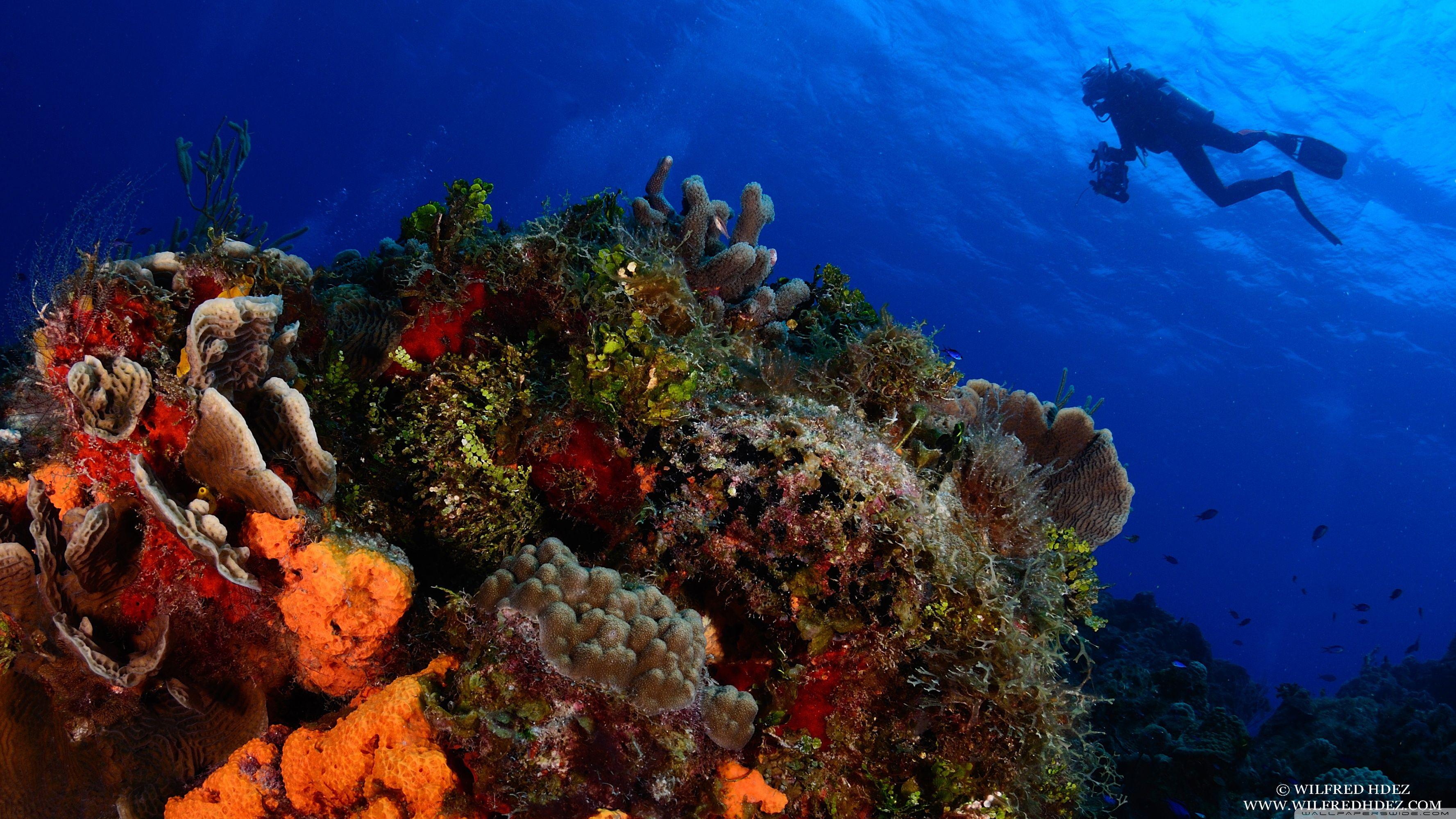 Scuba Diving Wallpapers - Top Free Scuba Diving Backgrounds ...