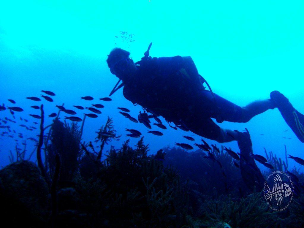 Scuba Diving Wallpapers - Top Free Scuba Diving Backgrounds ...