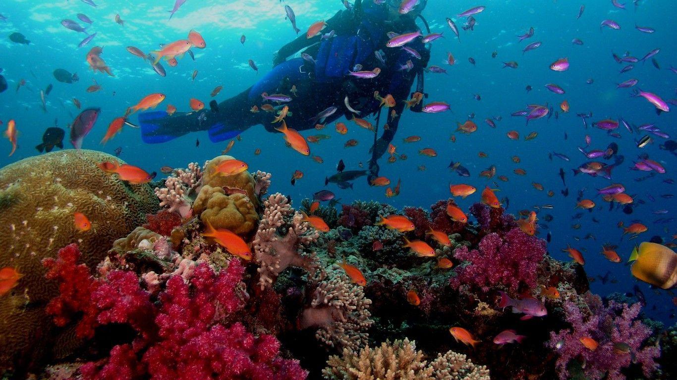 Scuba Diving Wallpapers - Top Free Scuba Diving Backgrounds ...