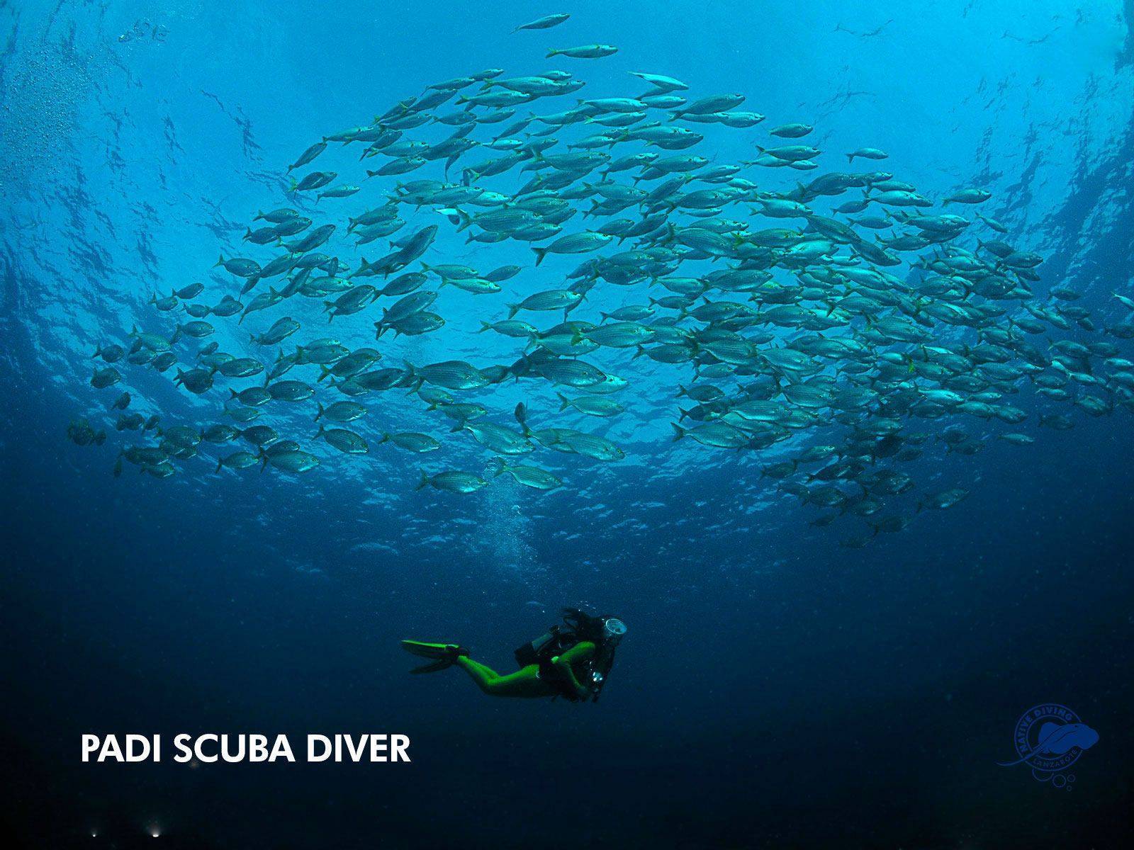 Scuba Diving Wallpapers - Top Free Scuba Diving Backgrounds ...