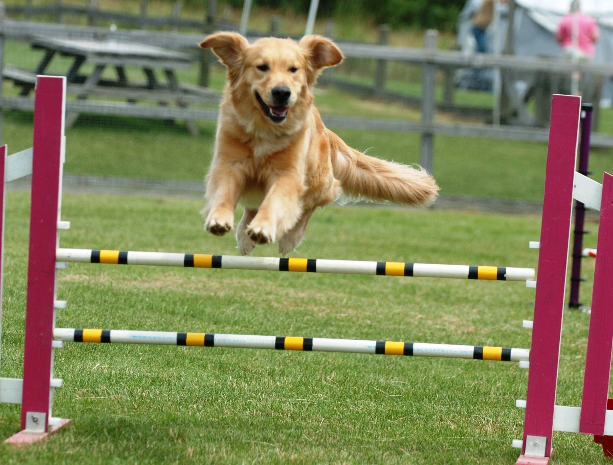 Agility Wallpapers - Top Free Agility Backgrounds - WallpaperAccess
