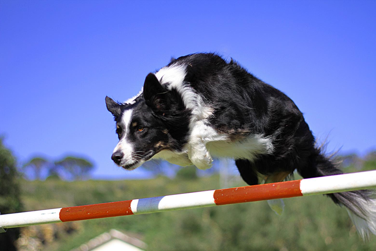 Agility Wallpapers - Top Free Agility Backgrounds - WallpaperAccess