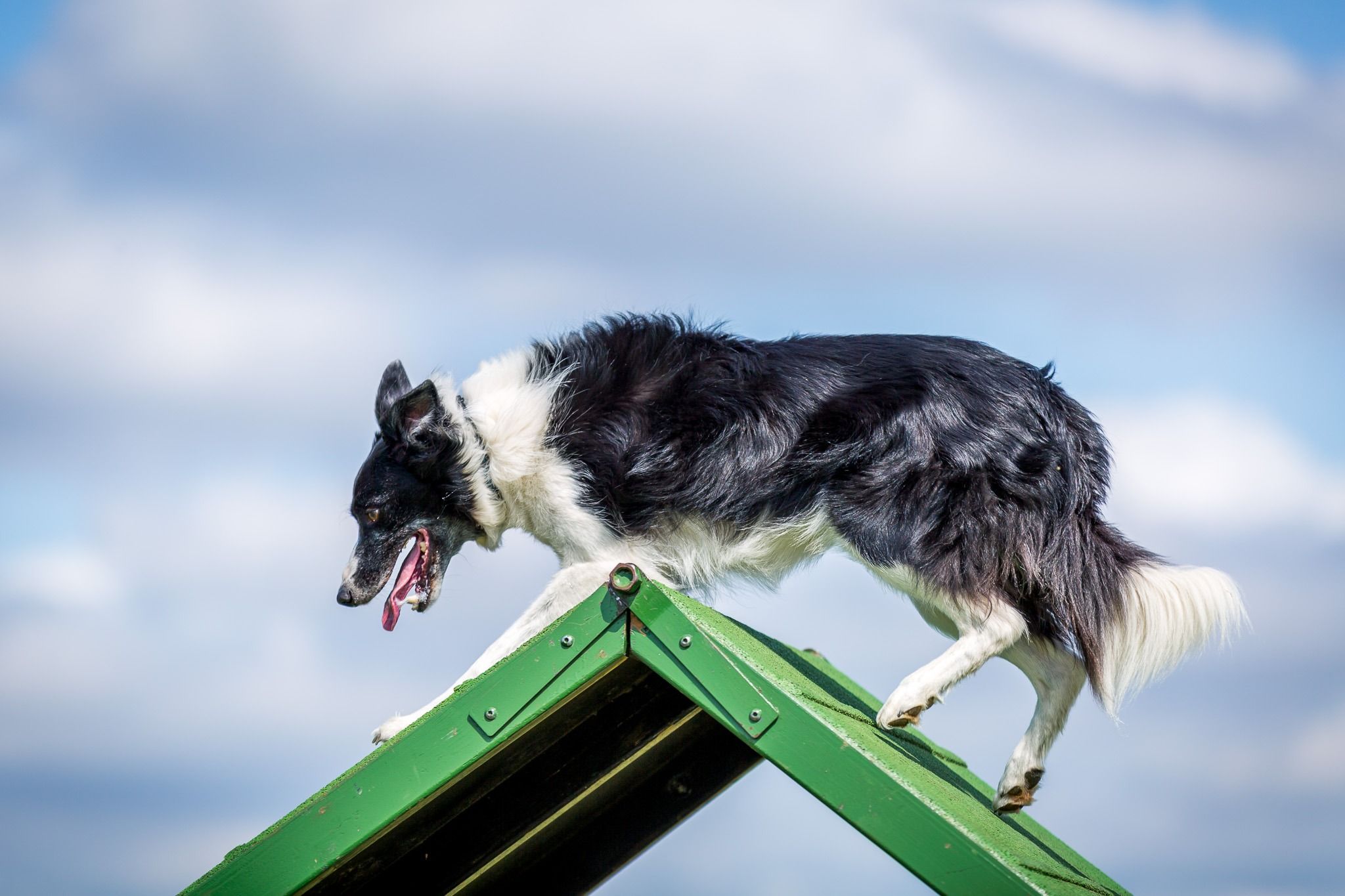 Agility Wallpapers - Top Free Agility Backgrounds - WallpaperAccess