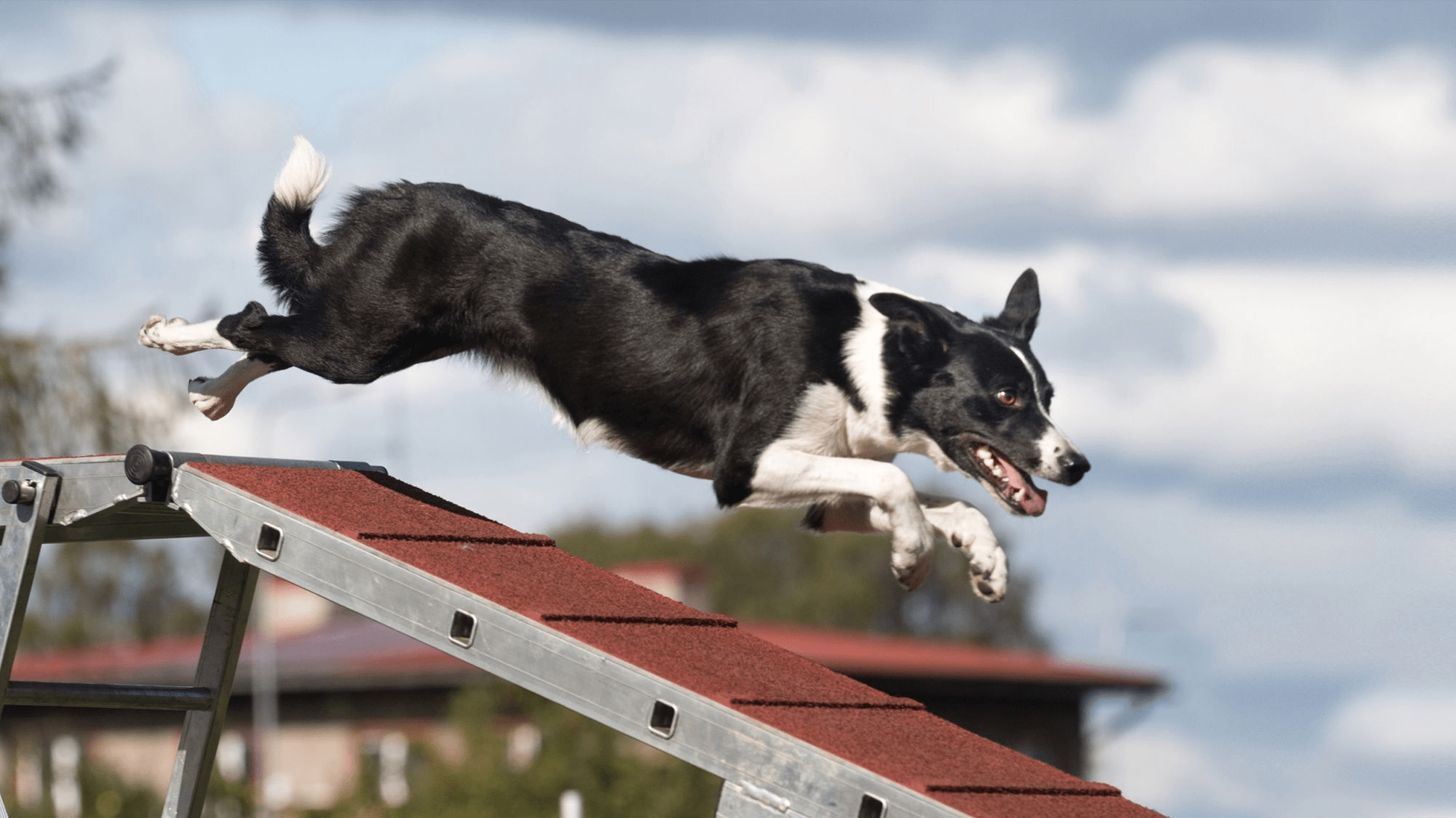 Agility Wallpapers - Top Free Agility Backgrounds - WallpaperAccess