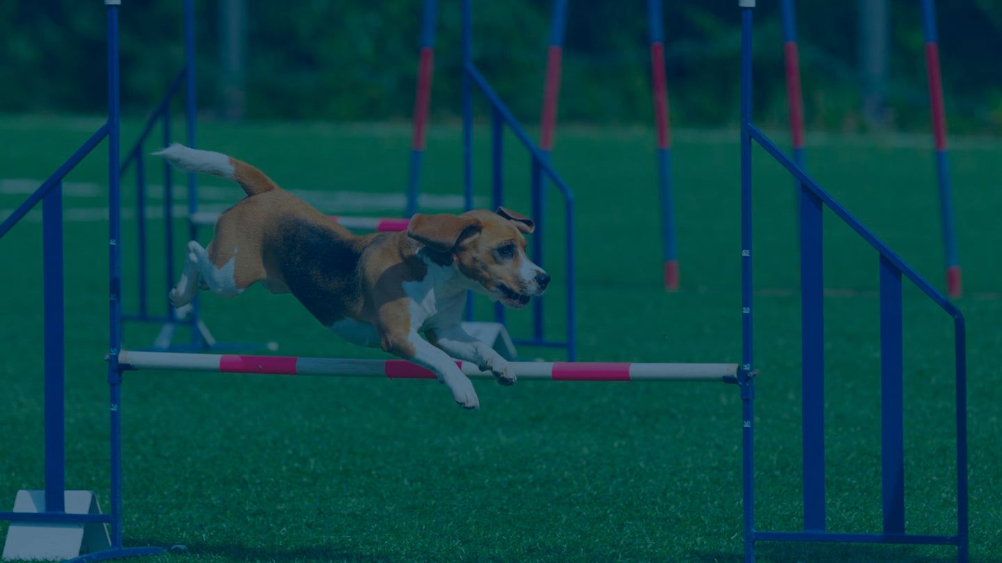 Agility Wallpapers - Top Free Agility Backgrounds - WallpaperAccess