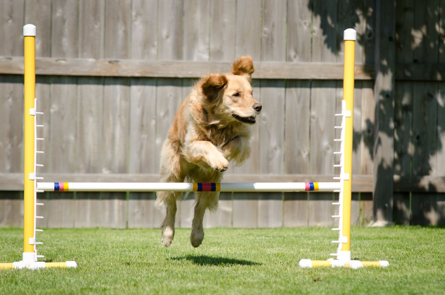 Agility Wallpapers - Top Free Agility Backgrounds - WallpaperAccess