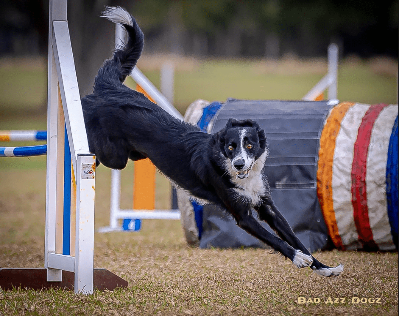Agility Wallpapers - Top Free Agility Backgrounds - WallpaperAccess