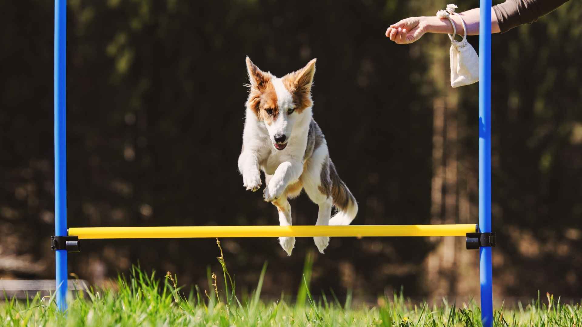 Agility Wallpapers - Top Free Agility Backgrounds - WallpaperAccess