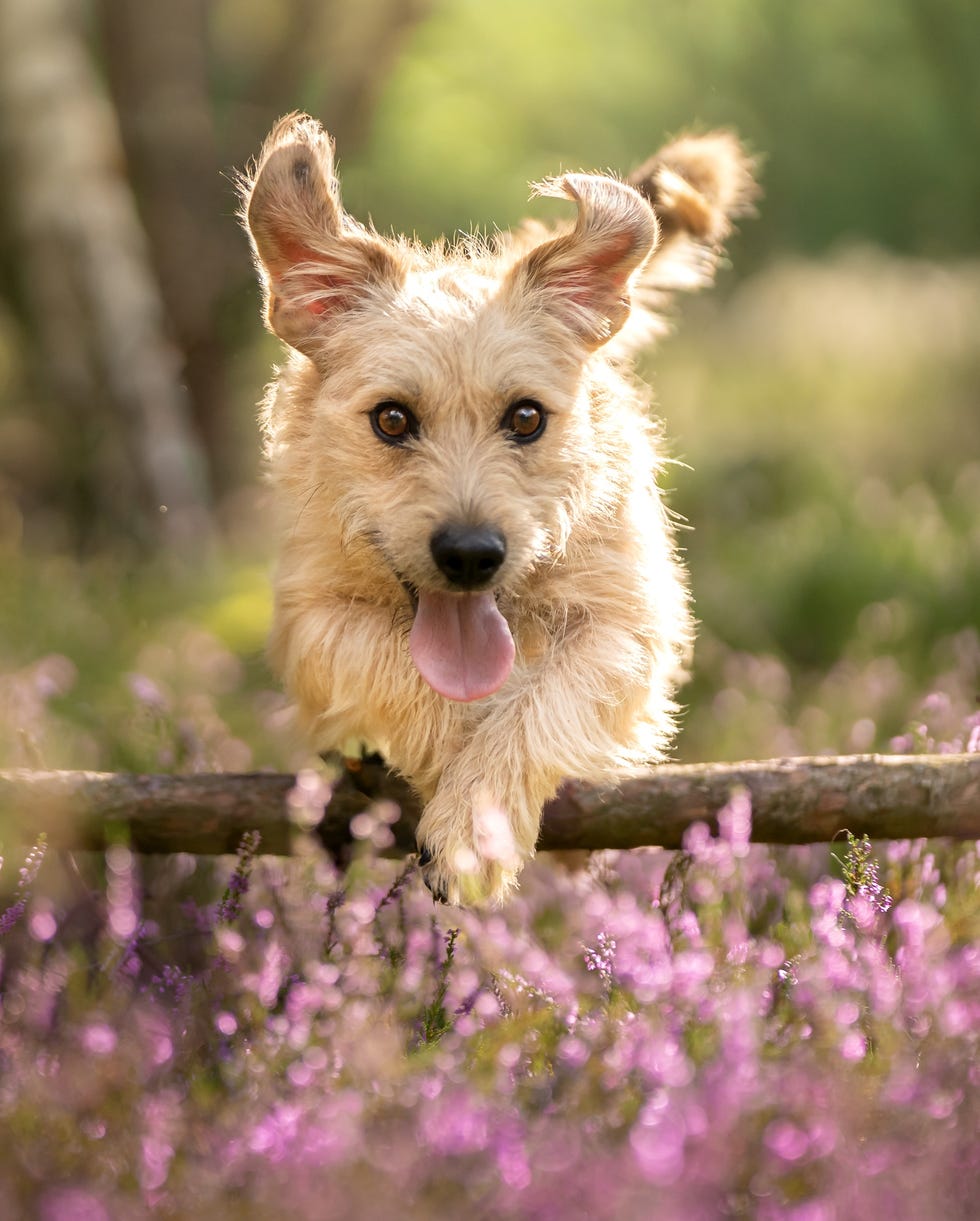 Agility Wallpapers - Top Free Agility Backgrounds - WallpaperAccess