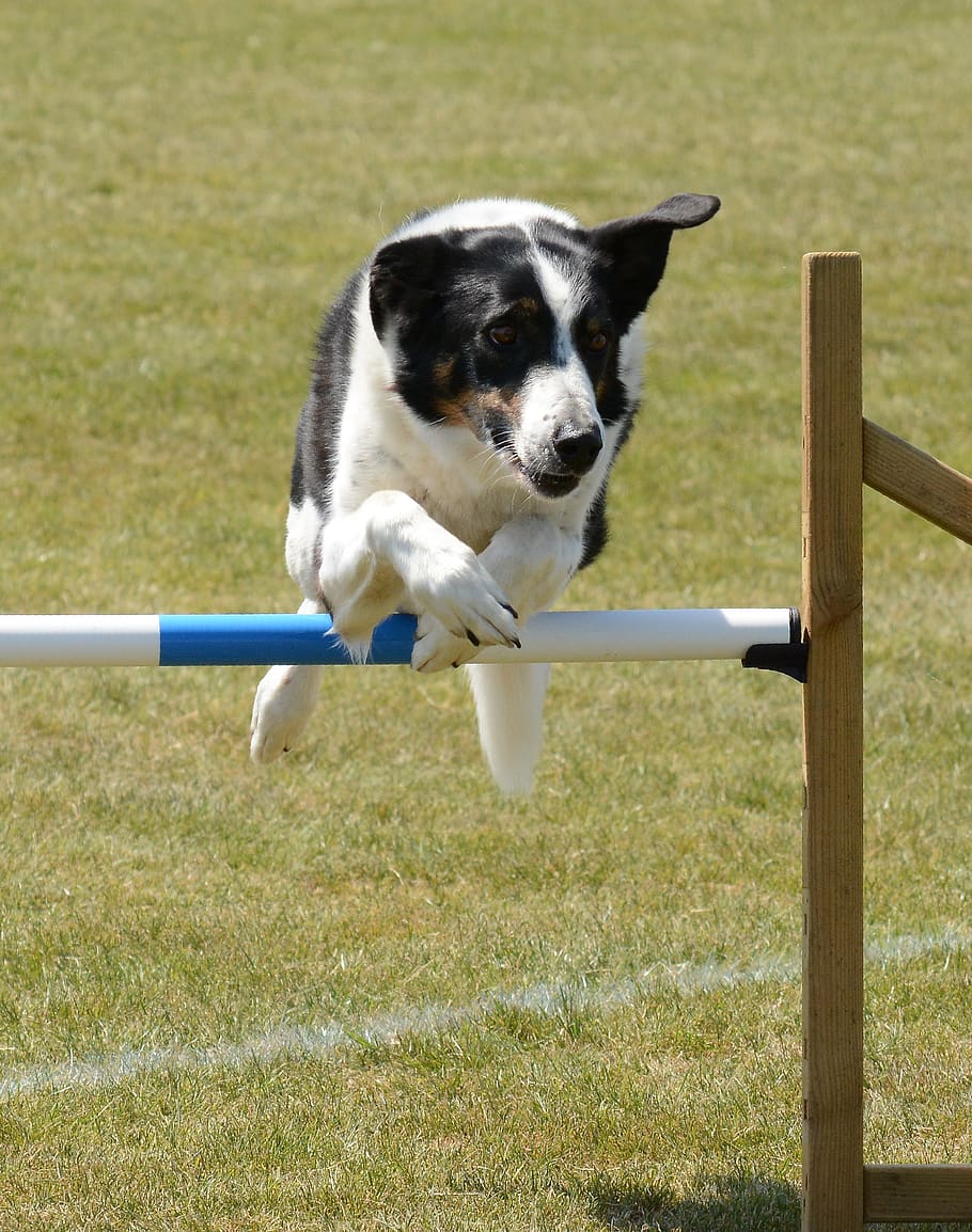Agility Wallpapers - Top Free Agility Backgrounds - WallpaperAccess