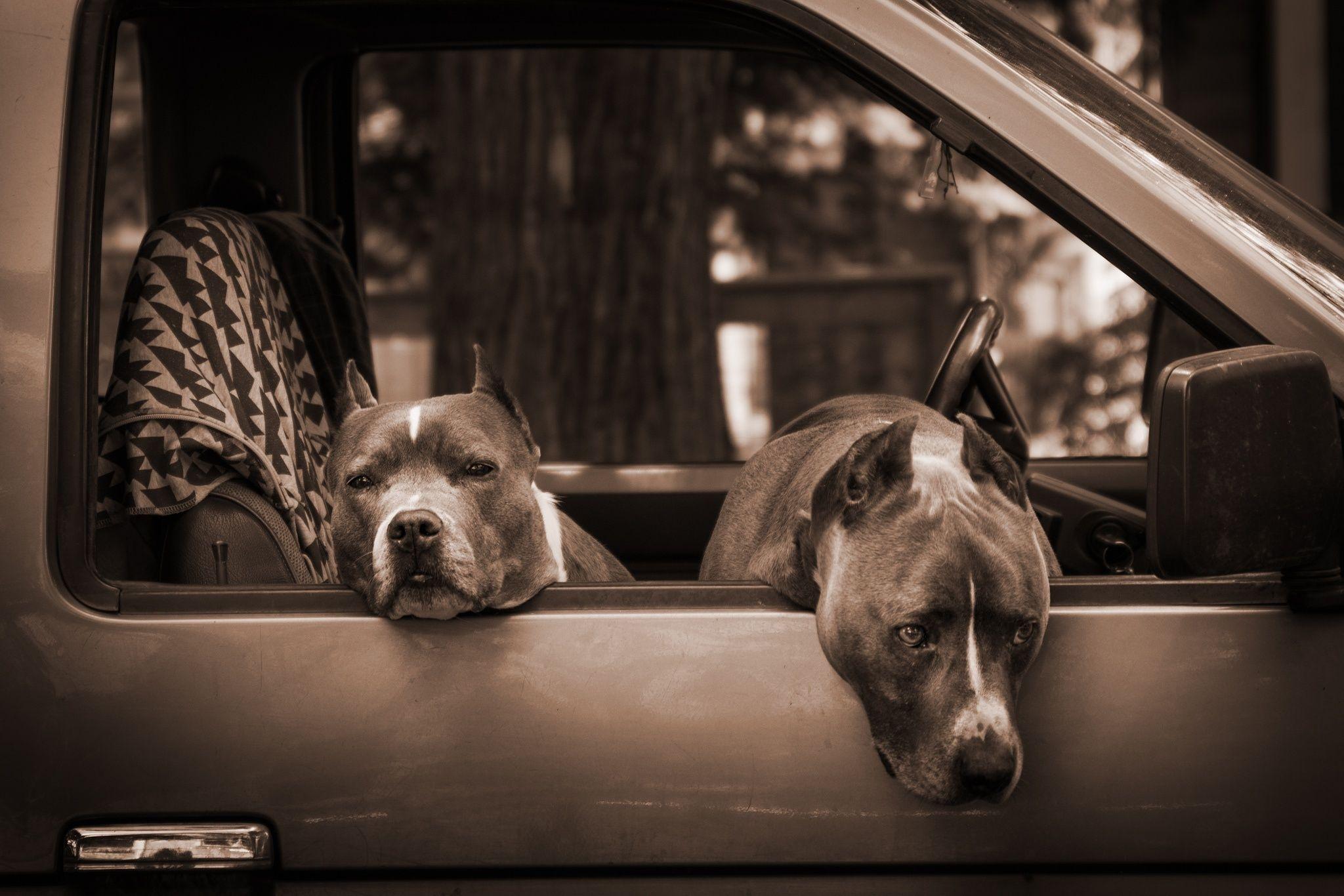 Pit Bull Wallpapers - Top Free Pit Bull Backgrounds - WallpaperAccess