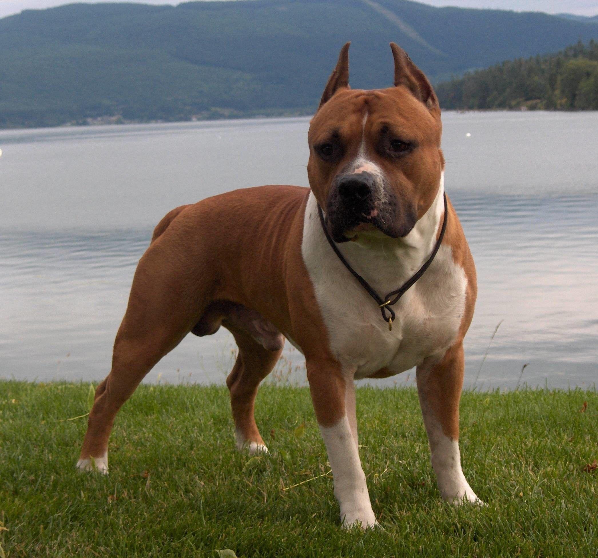 Pit Bull Wallpapers - Top Free Pit Bull Backgrounds - WallpaperAccess