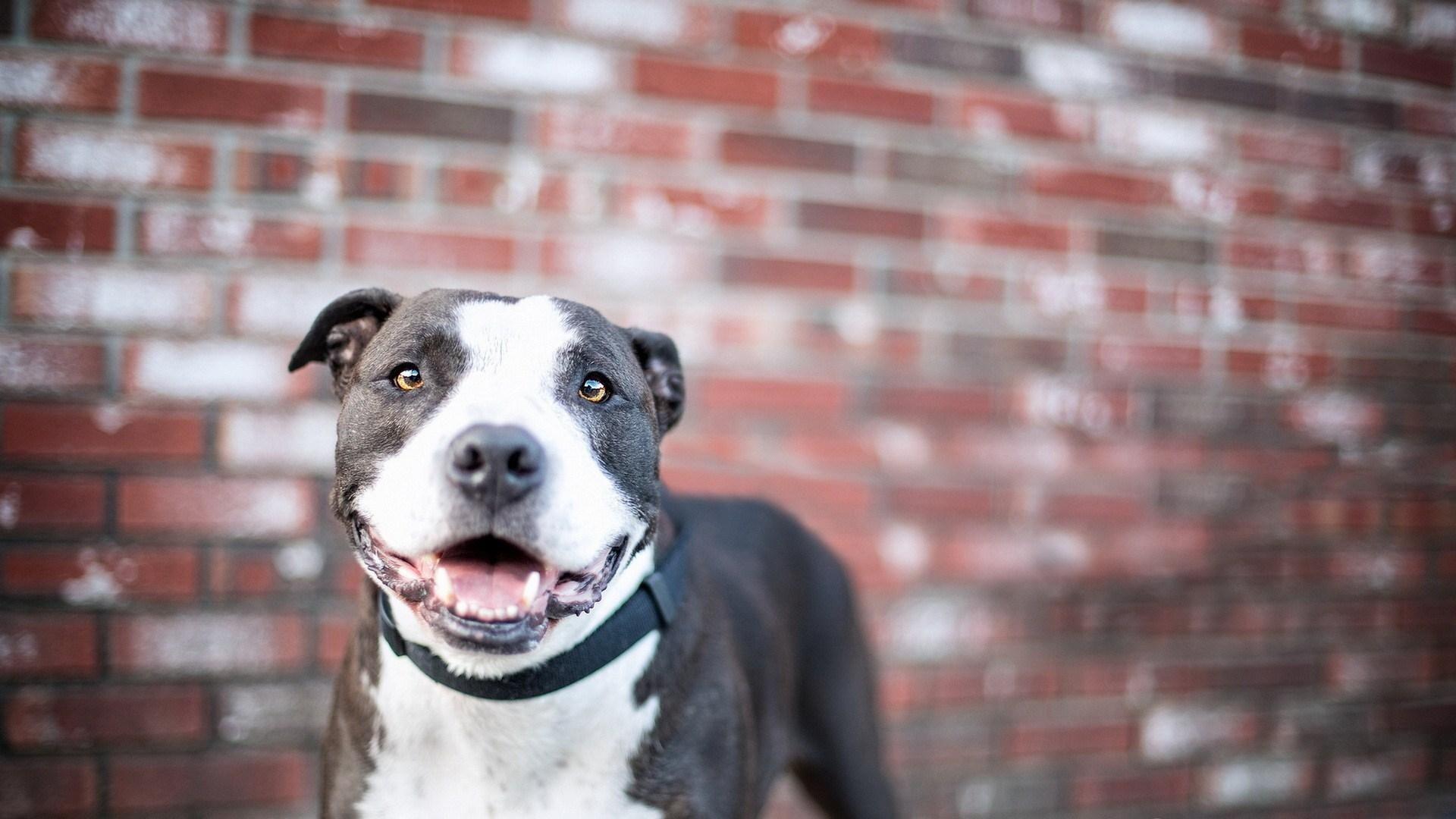 Pit Bull Wallpapers - Top Free Pit Bull Backgrounds - WallpaperAccess