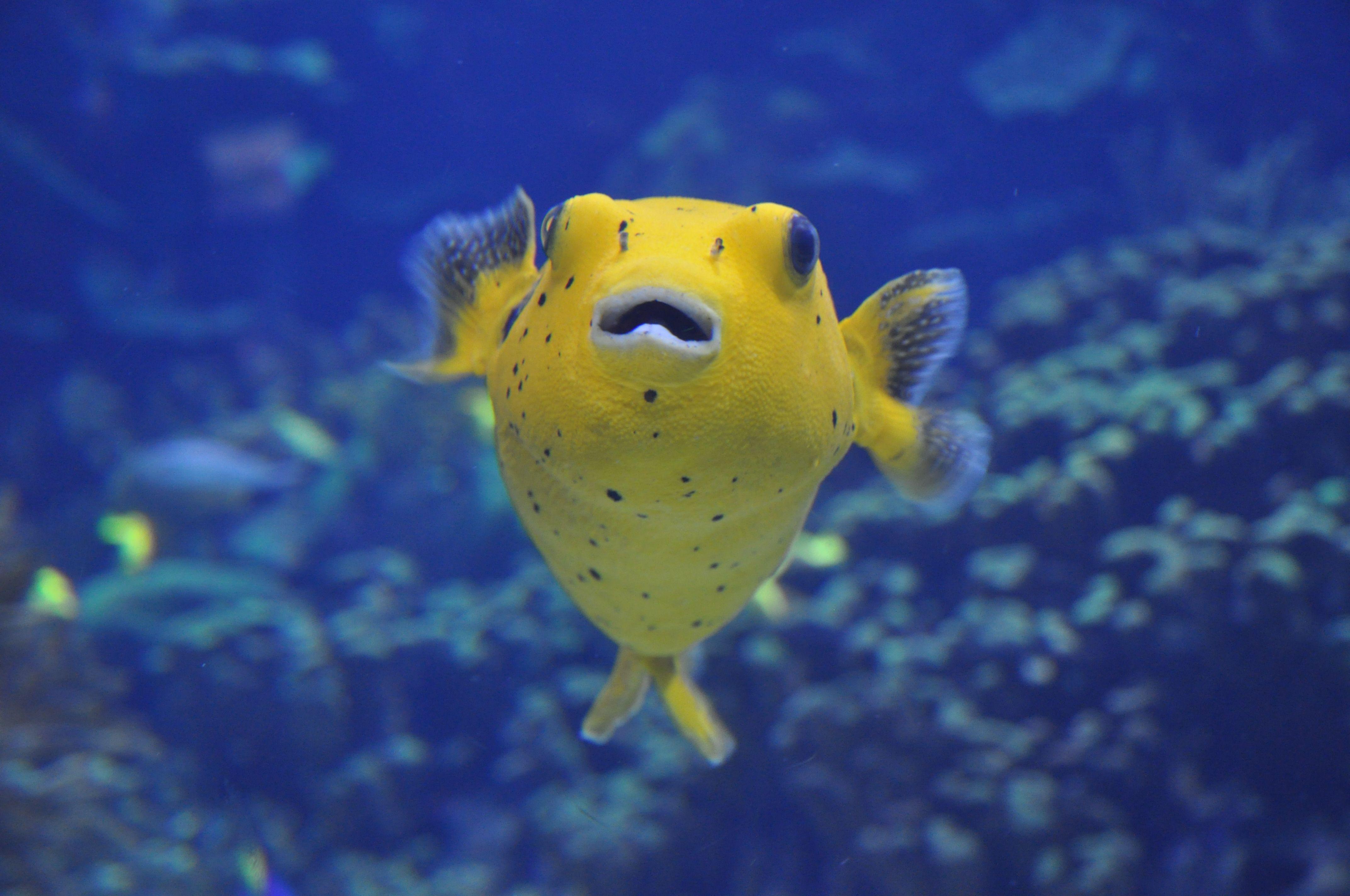 Pufferfish Wallpapers - Top Free Pufferfish Backgrounds - WallpaperAccess