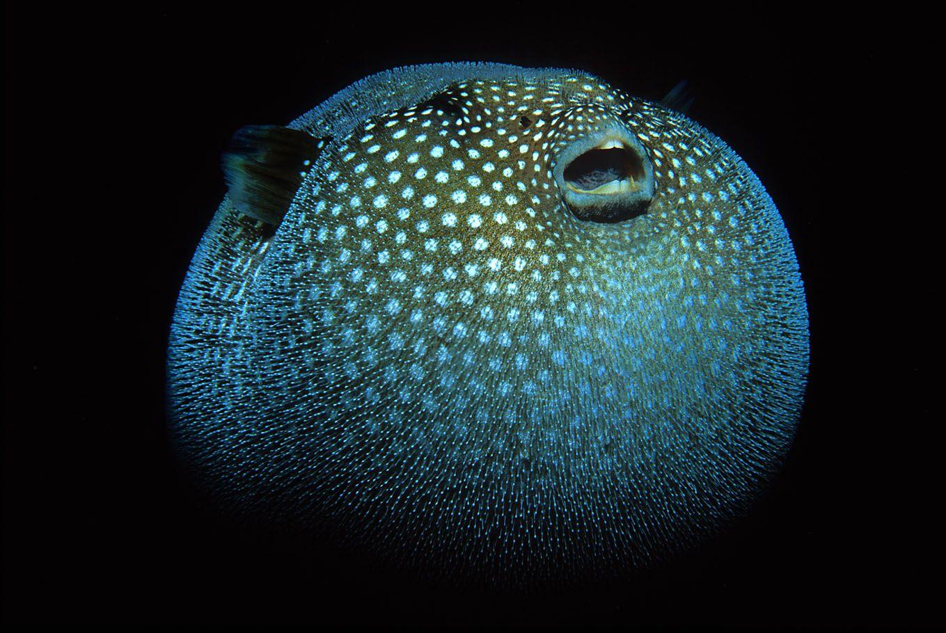 Pufferfish Wallpapers - Top Free Pufferfish Backgrounds - WallpaperAccess
