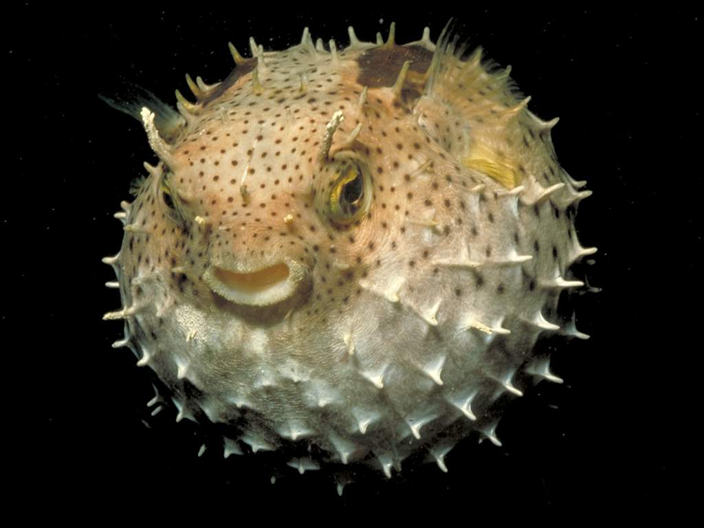 Pufferfish Wallpapers - Top Free Pufferfish Backgrounds - WallpaperAccess
