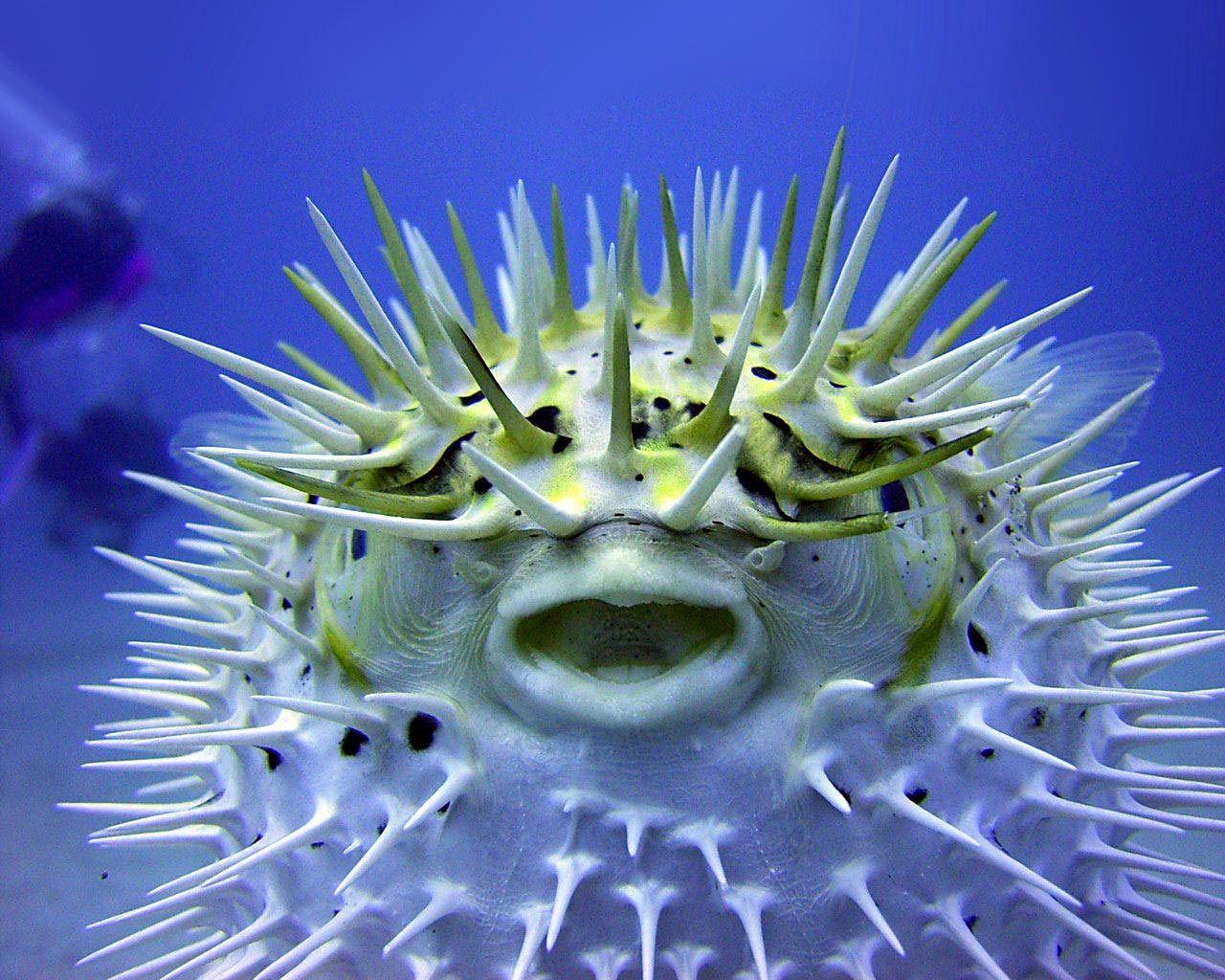 Pufferfish Wallpapers - Top Free Pufferfish Backgrounds - WallpaperAccess