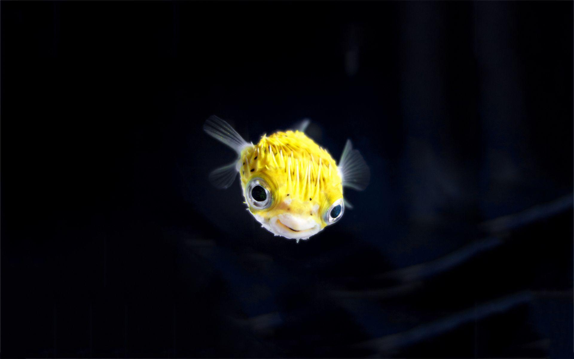Pufferfish Wallpapers - Top Free Pufferfish Backgrounds - WallpaperAccess