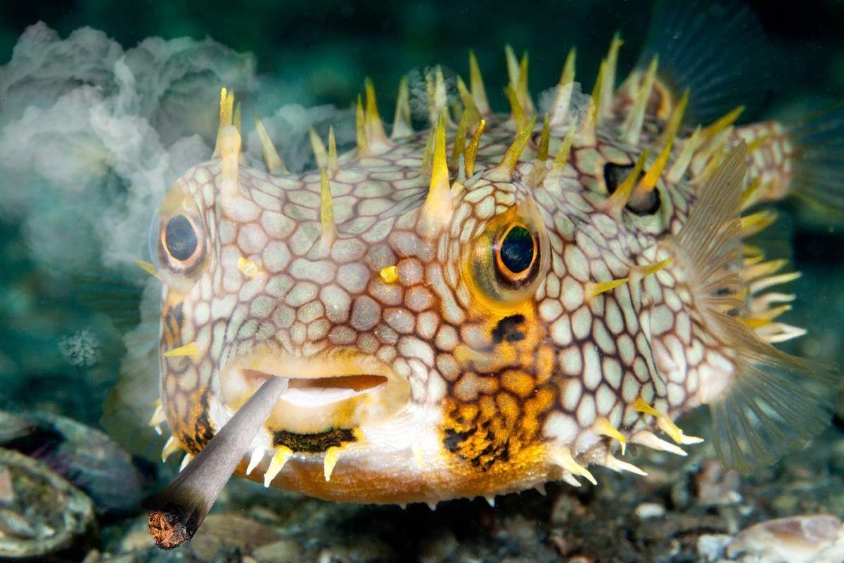 Pufferfish Wallpapers - Top Free Pufferfish Backgrounds - WallpaperAccess