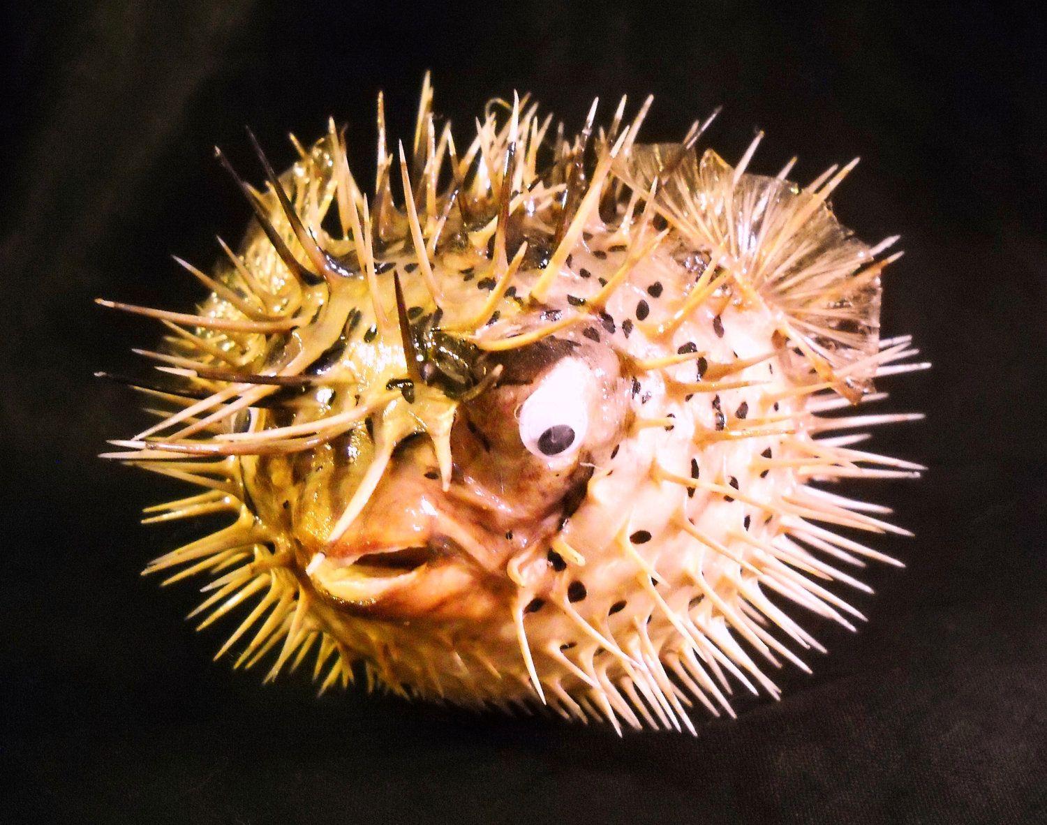 Pufferfish Wallpapers - Top Free Pufferfish Backgrounds - WallpaperAccess