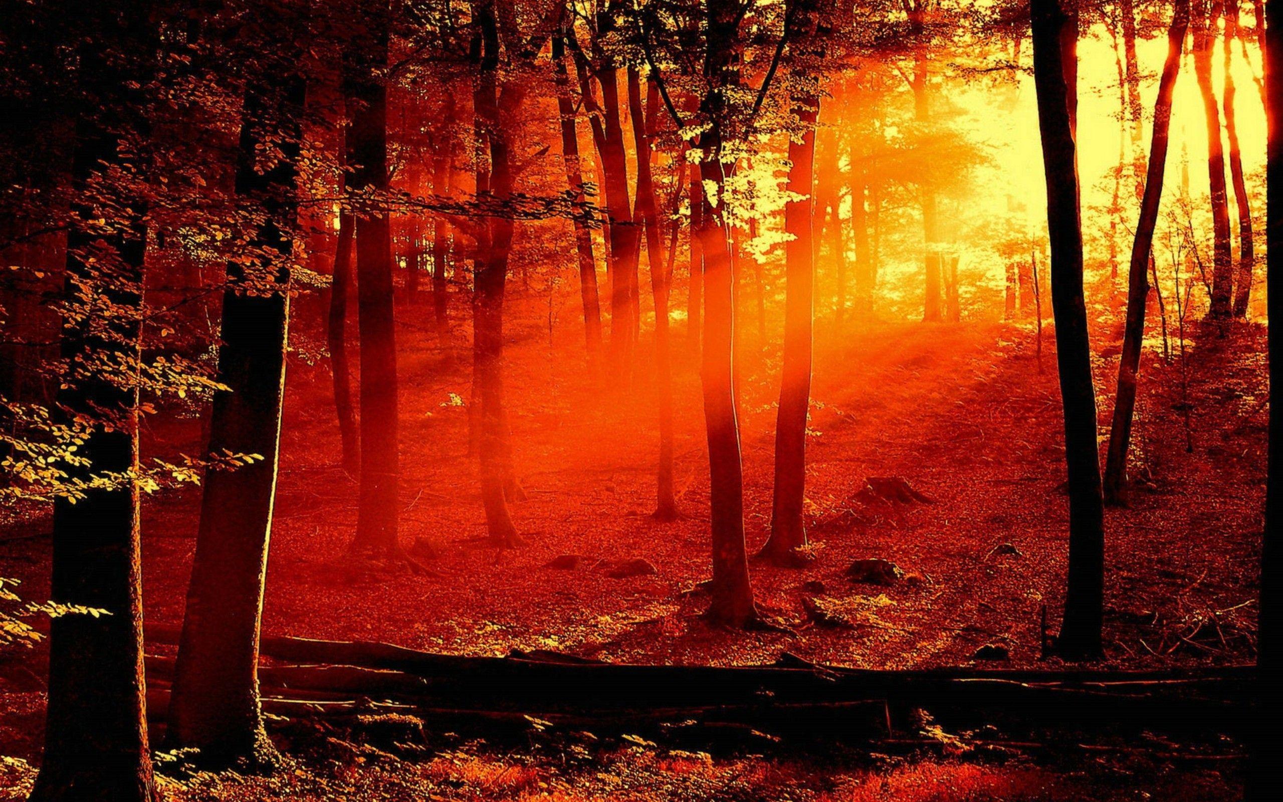 Forest Fire Wallpapers - Top Free Forest Fire Backgrounds - WallpaperAccess