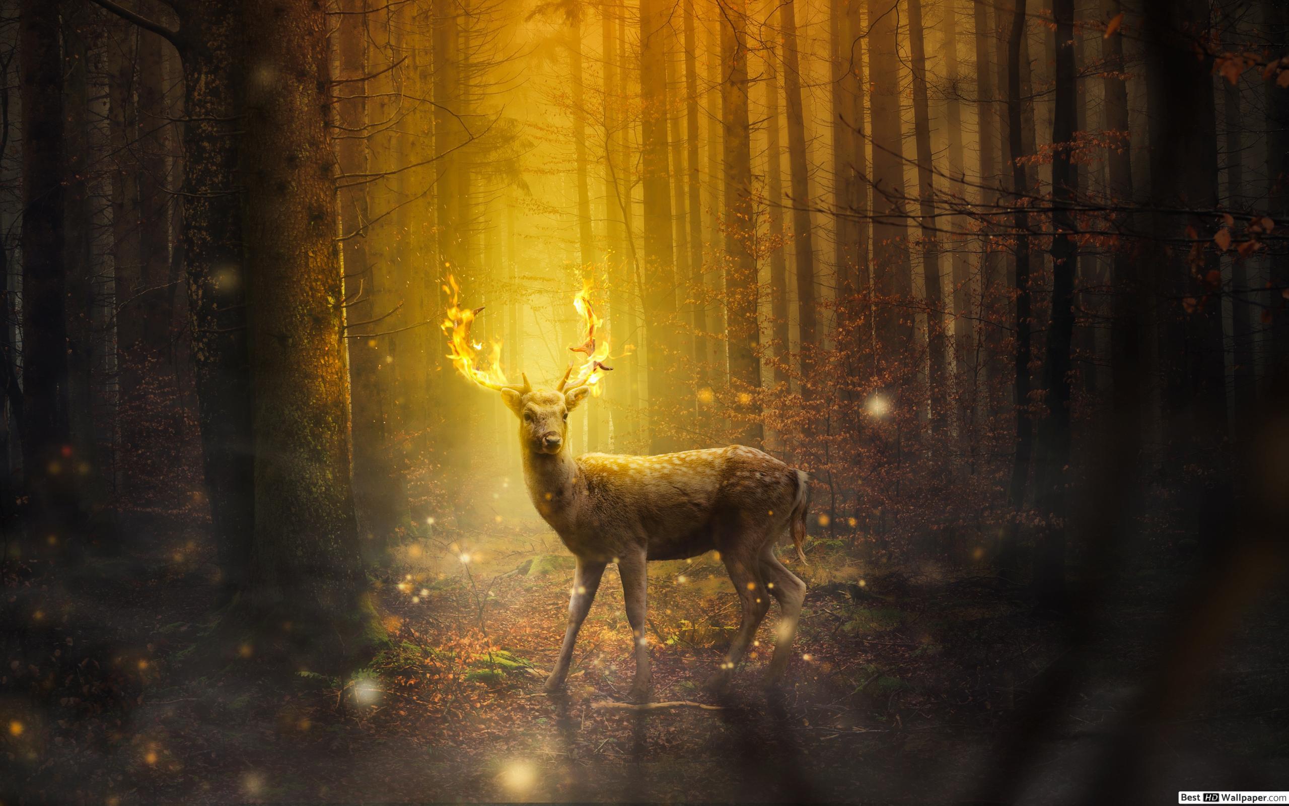 Forest Fire Wallpapers - Top Free Forest Fire Backgrounds - WallpaperAccess