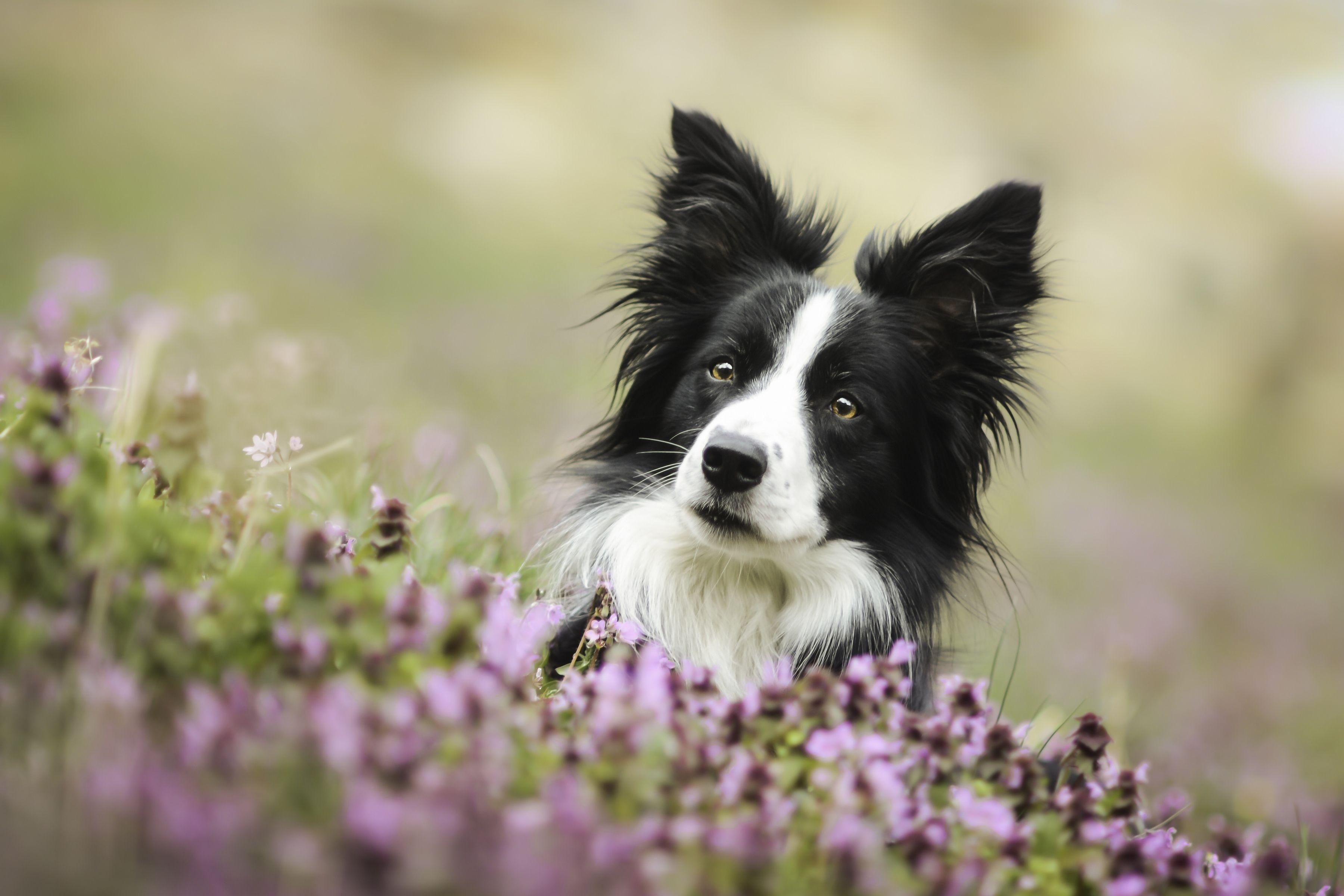 Border Collie Wallpapers - Top Free Border Collie Backgrounds ...