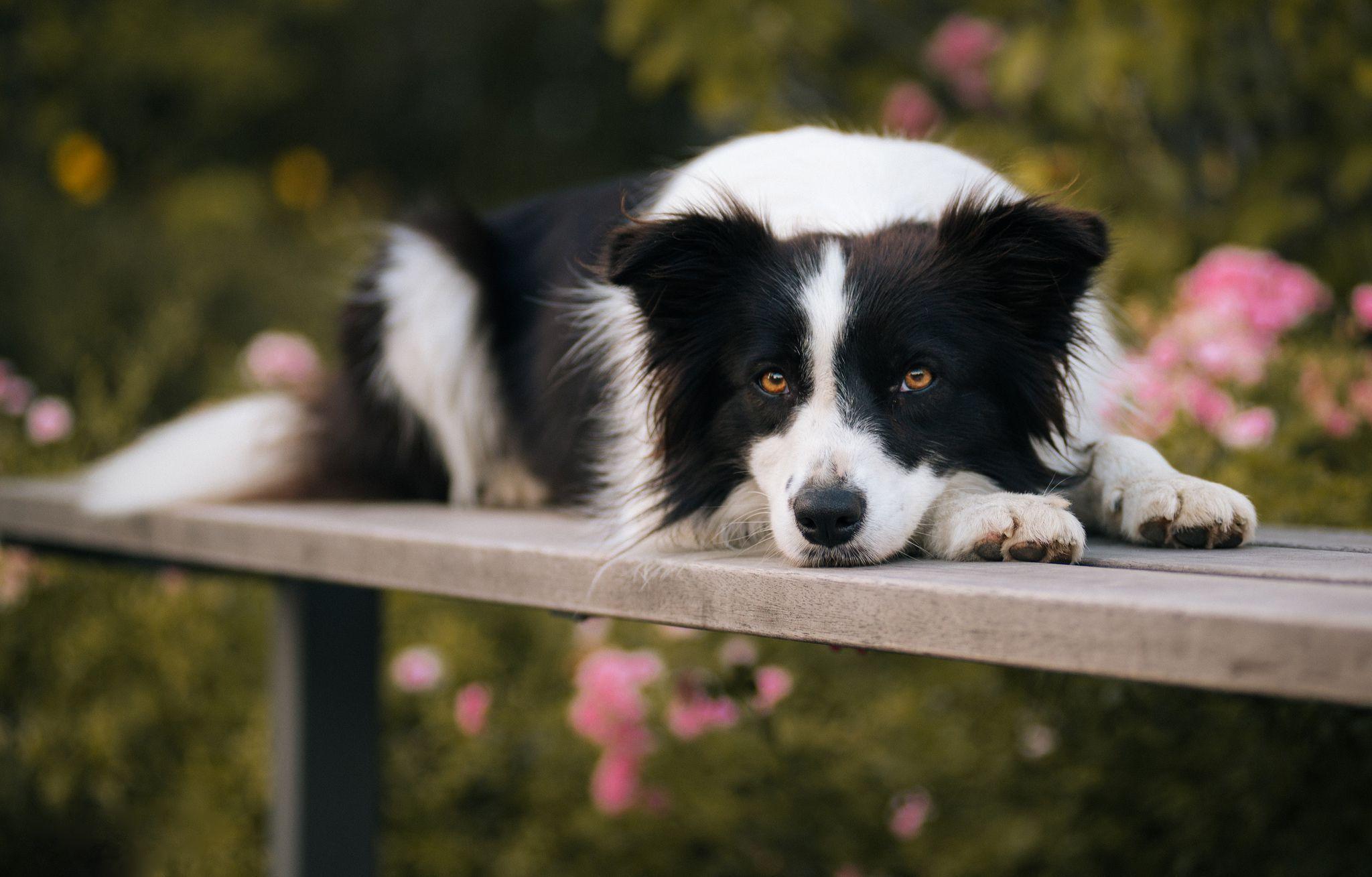 Border Collie Wallpapers - Top Free Border Collie Backgrounds ...