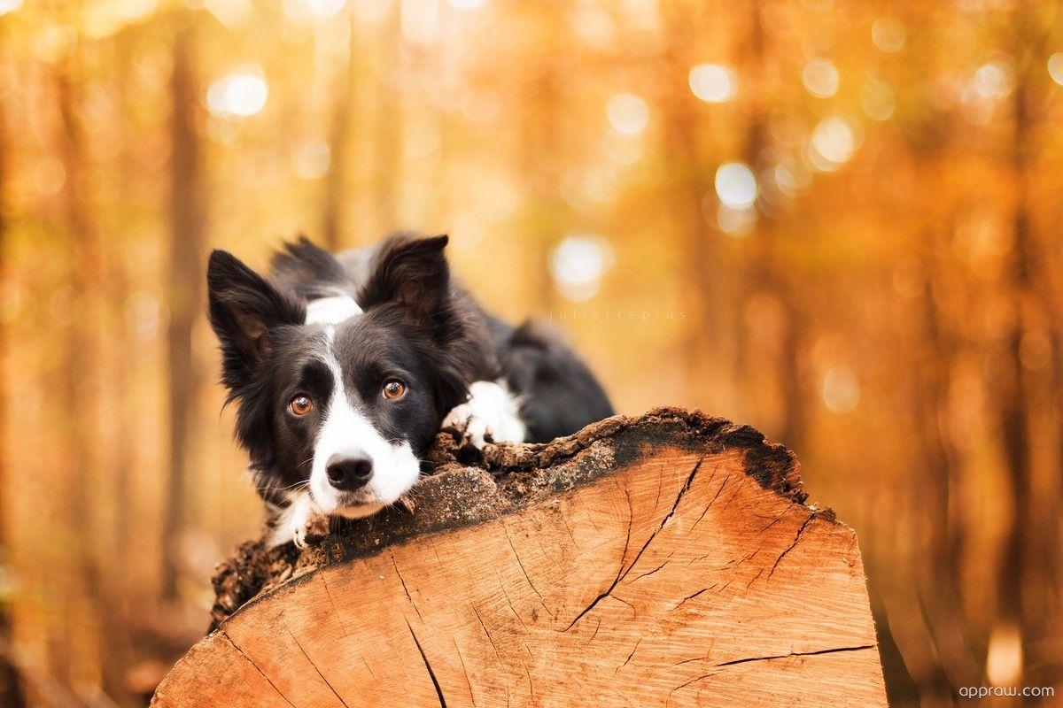 Border Collie Wallpapers - Top Free Border Collie Backgrounds ...