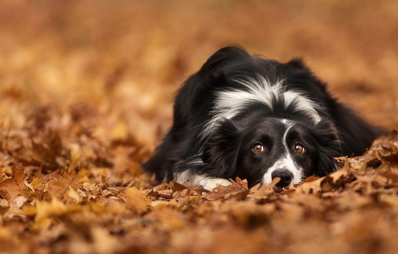 Border Collie Wallpapers - Top Free Border Collie Backgrounds ...