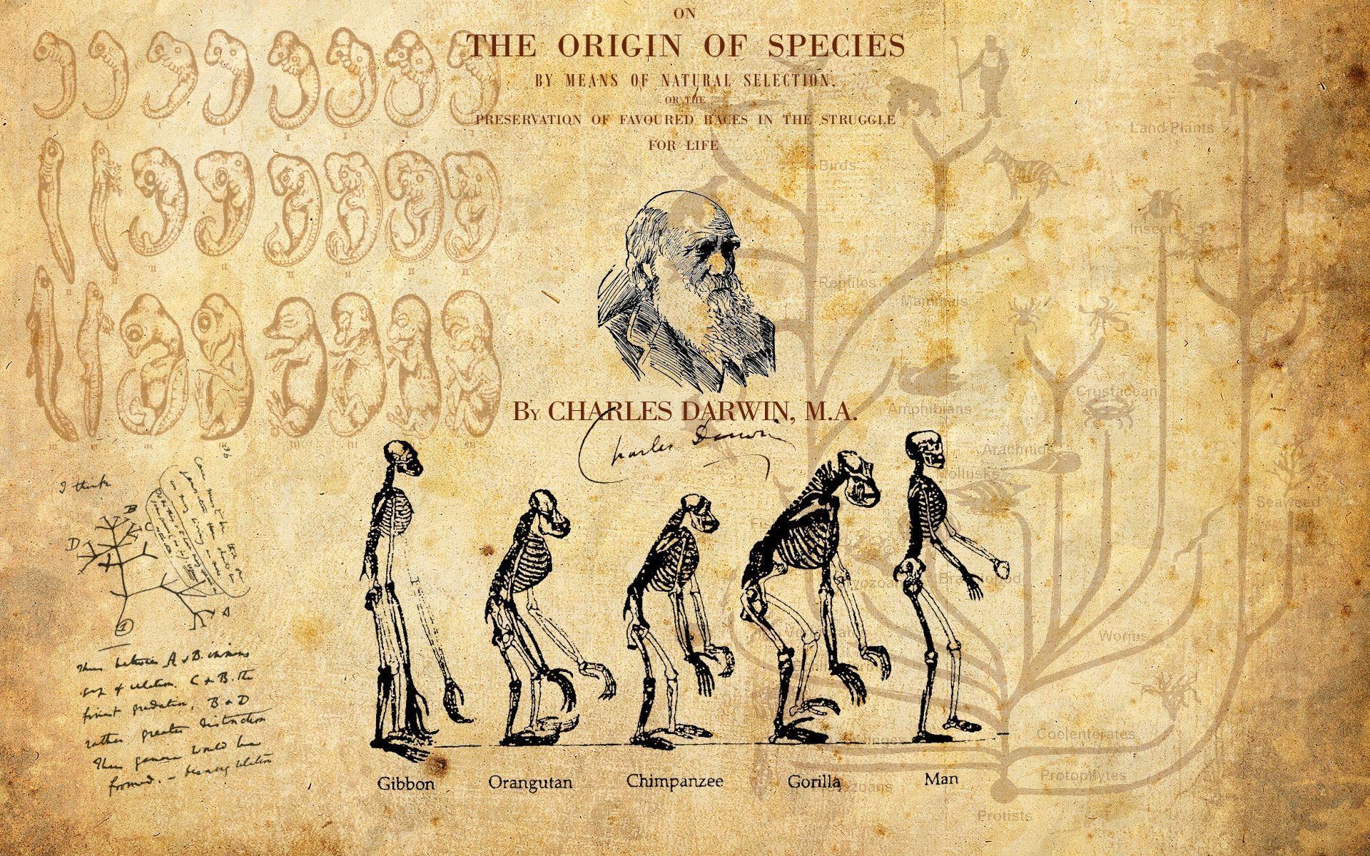 Charles Darwin Wallpapers - Top Free Charles Darwin Backgrounds ...