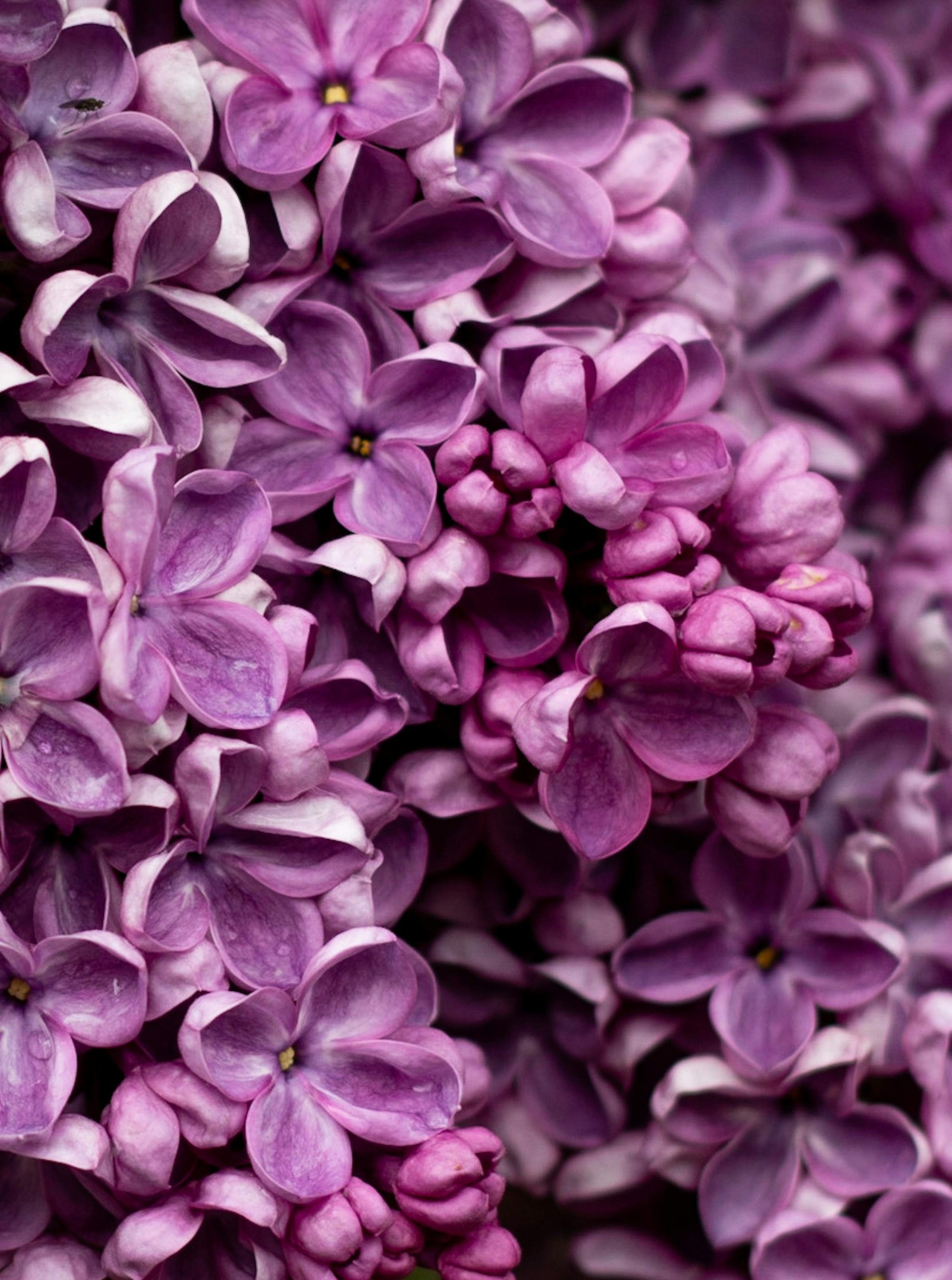 Liliac Wallpapers - Top Free Liliac Backgrounds - WallpaperAccess
