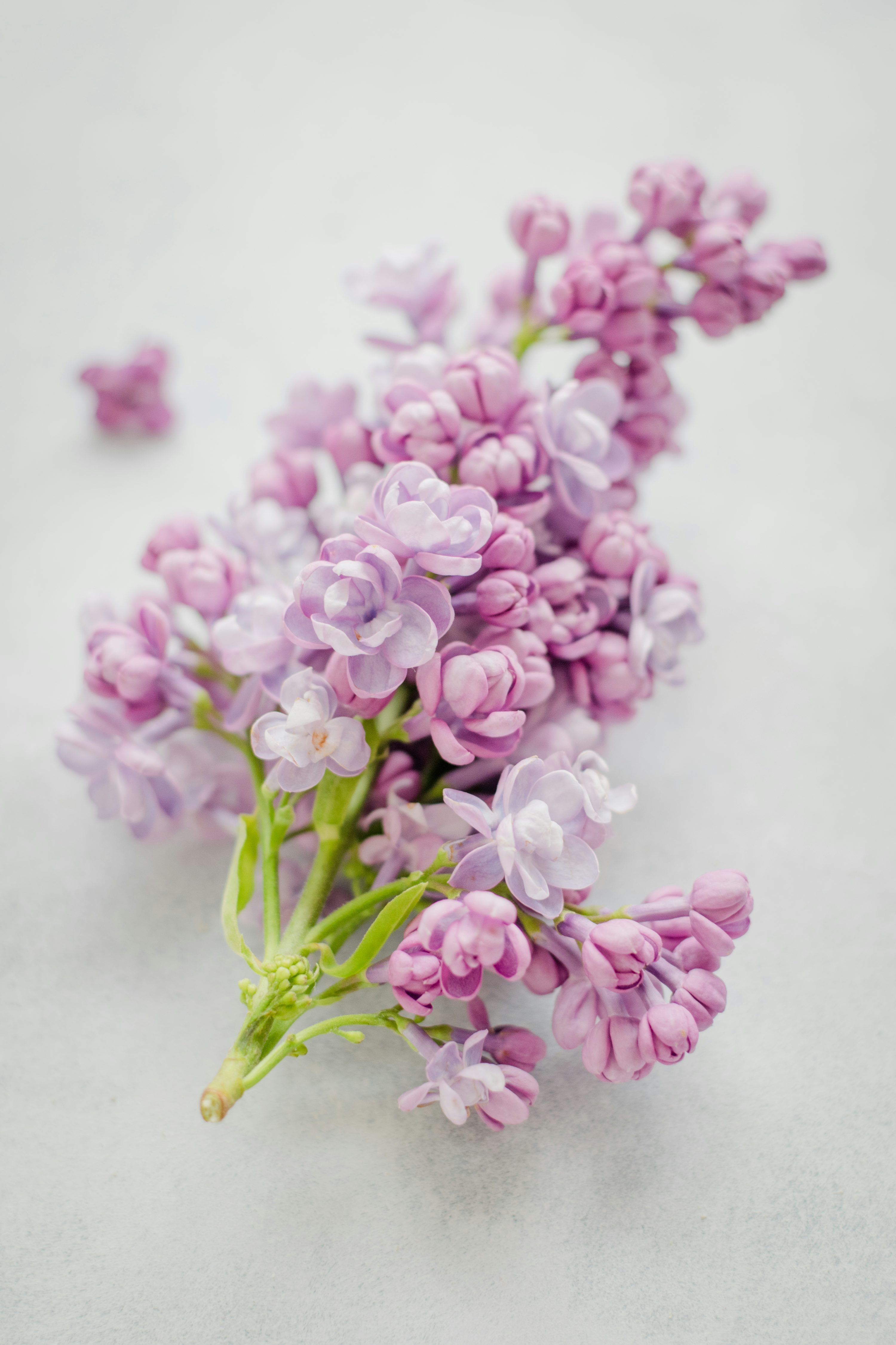 Liliac Wallpapers - Top Free Liliac Backgrounds - WallpaperAccess