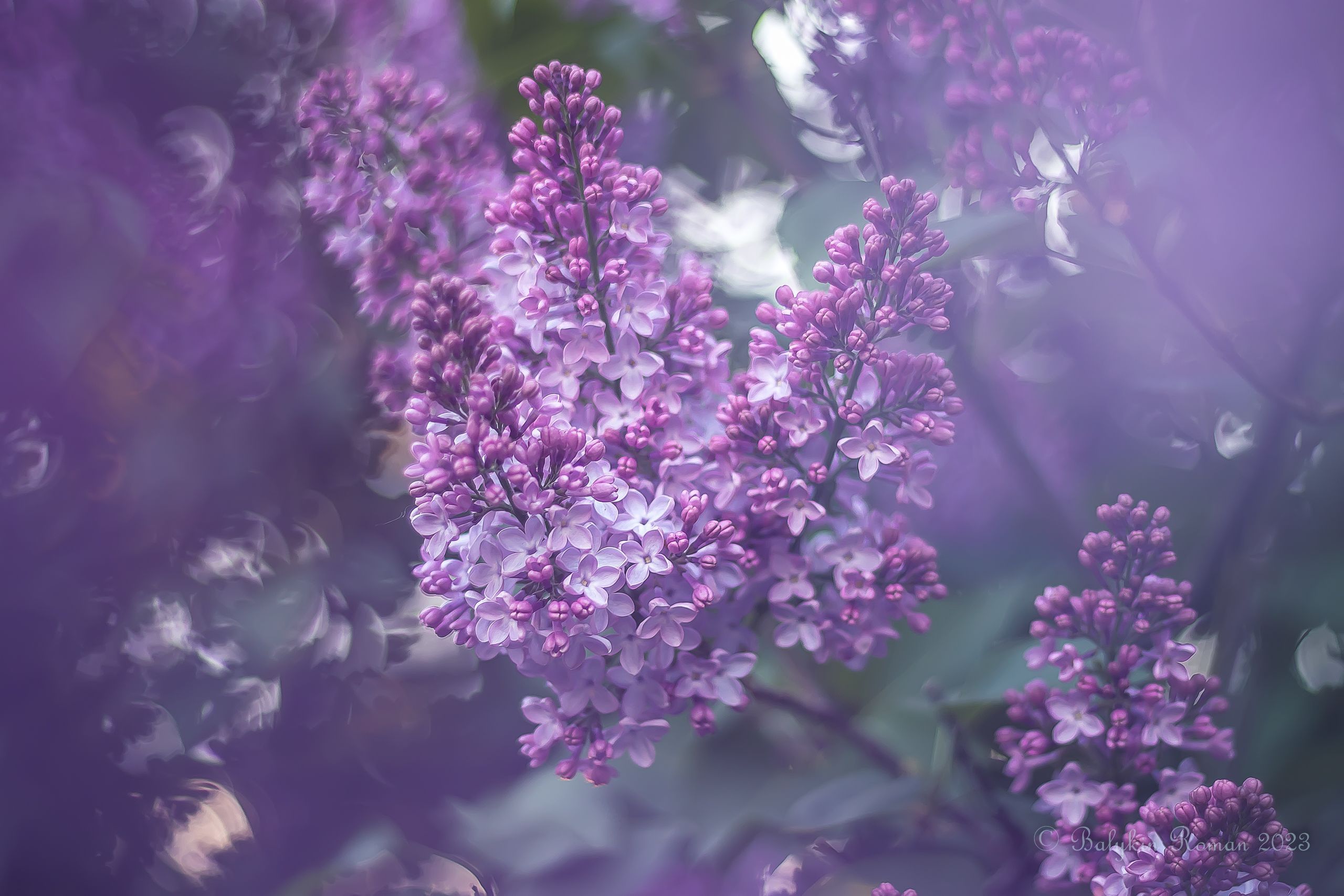 Liliac Wallpapers - Top Free Liliac Backgrounds - WallpaperAccess