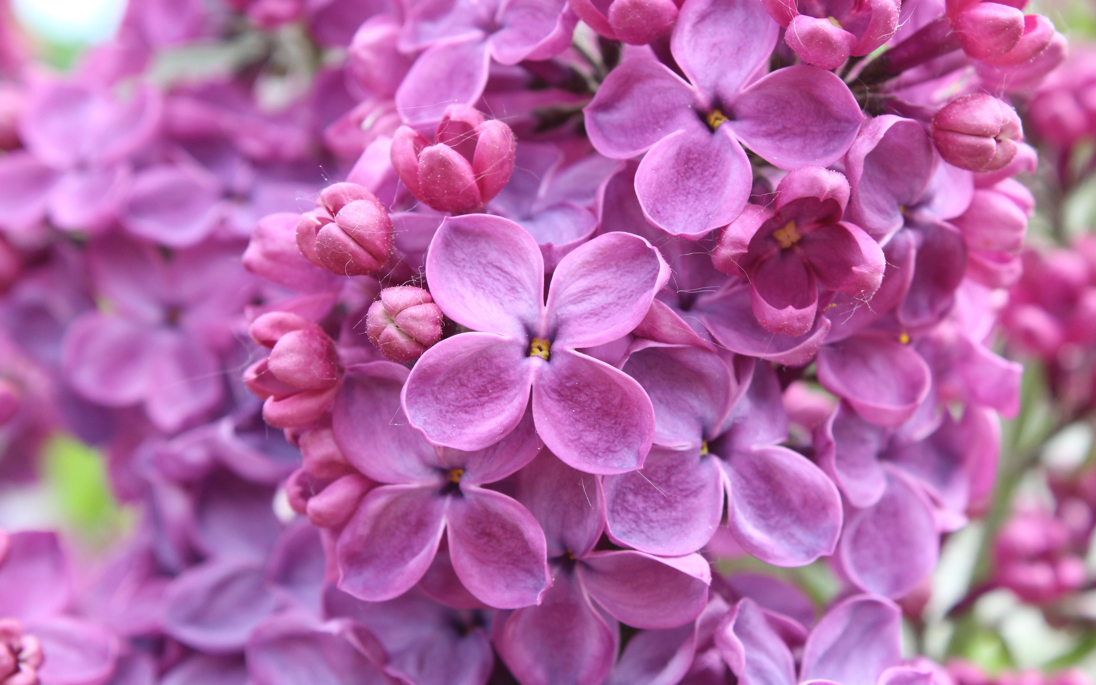 Liliac Wallpapers - Top Free Liliac Backgrounds - WallpaperAccess