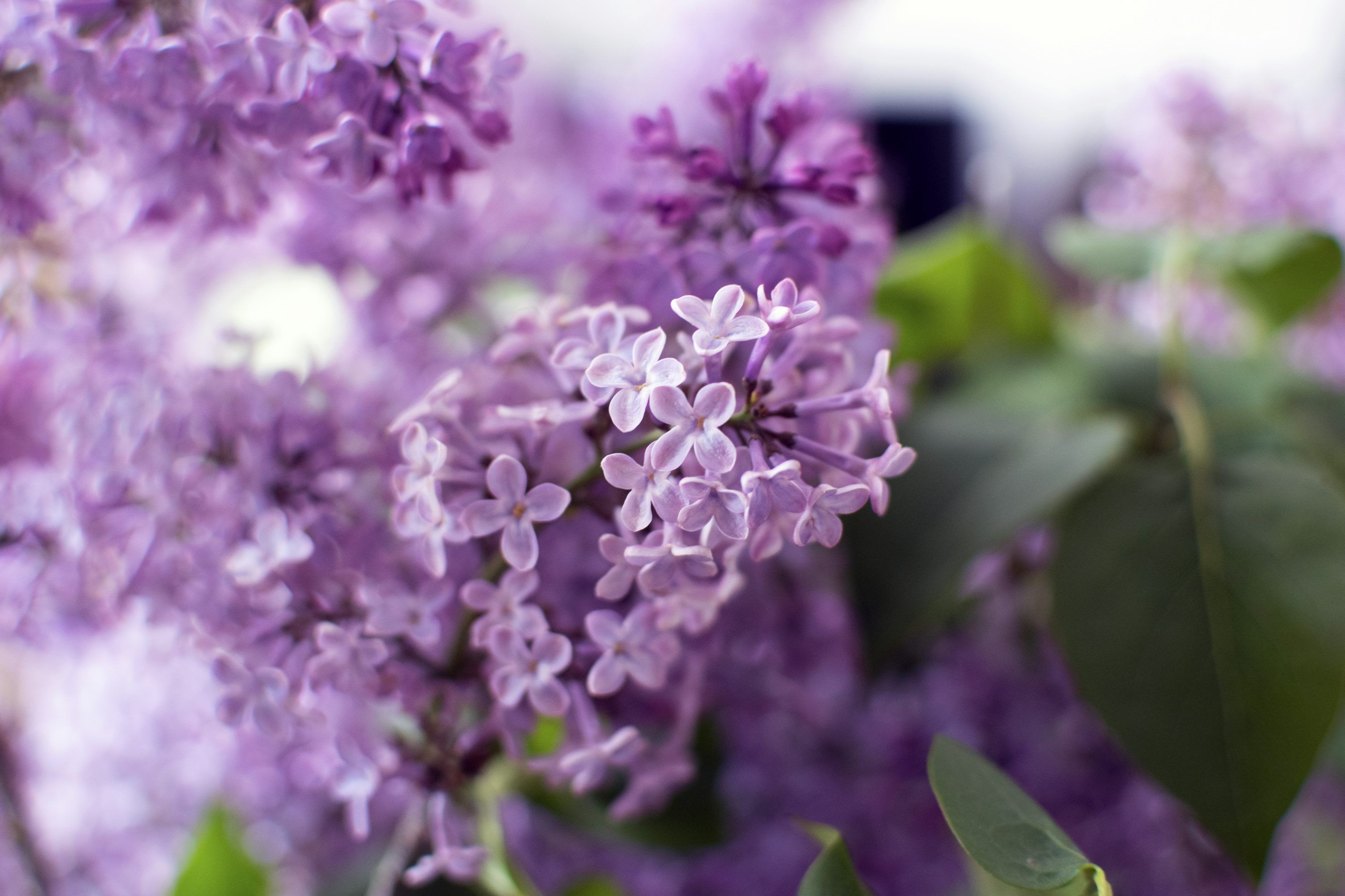Liliac Wallpapers - Top Free Liliac Backgrounds - WallpaperAccess