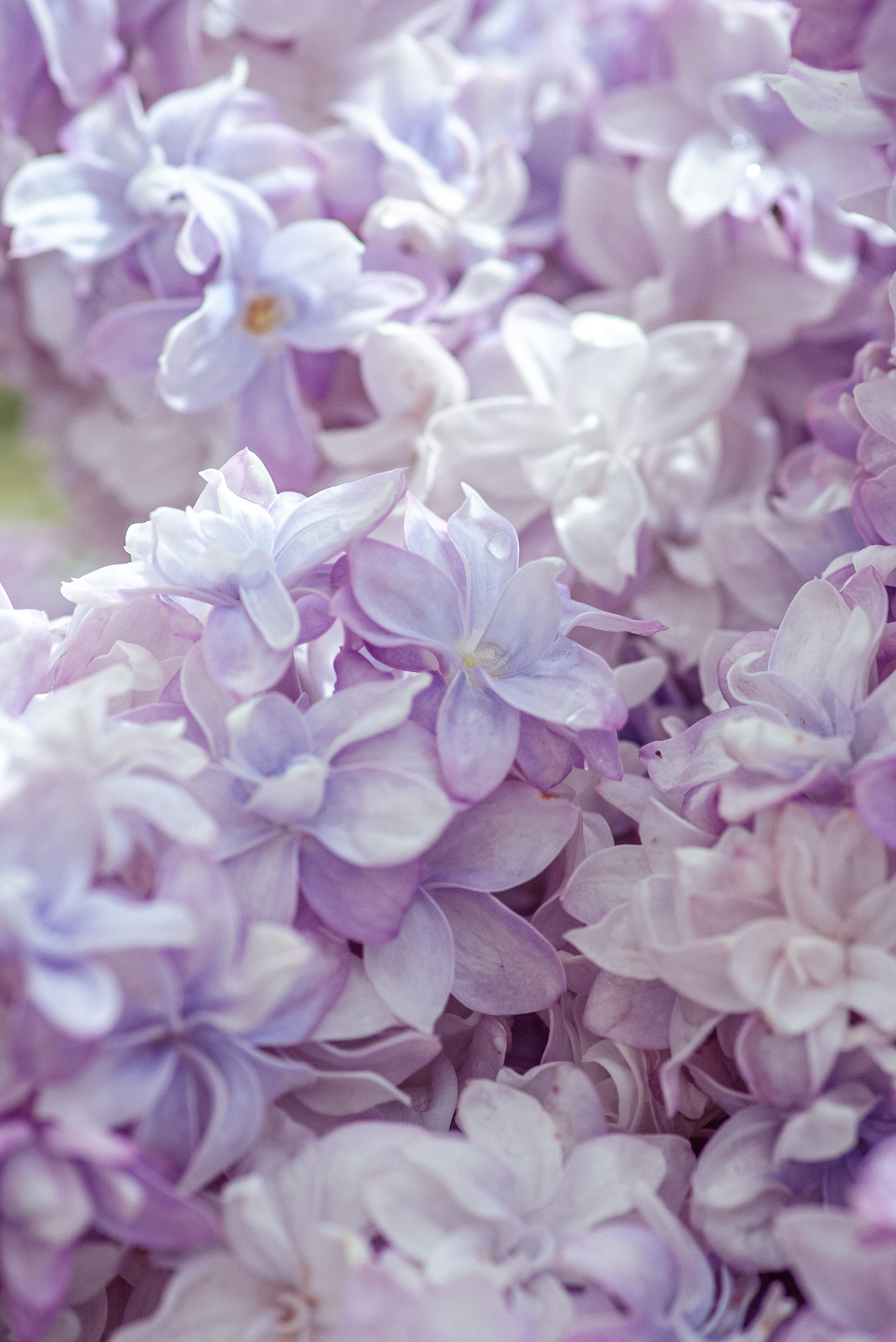 Liliac Wallpapers - Top Free Liliac Backgrounds - WallpaperAccess