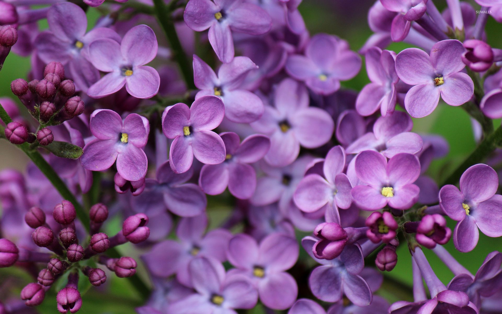 Liliac Wallpapers - Top Free Liliac Backgrounds - WallpaperAccess
