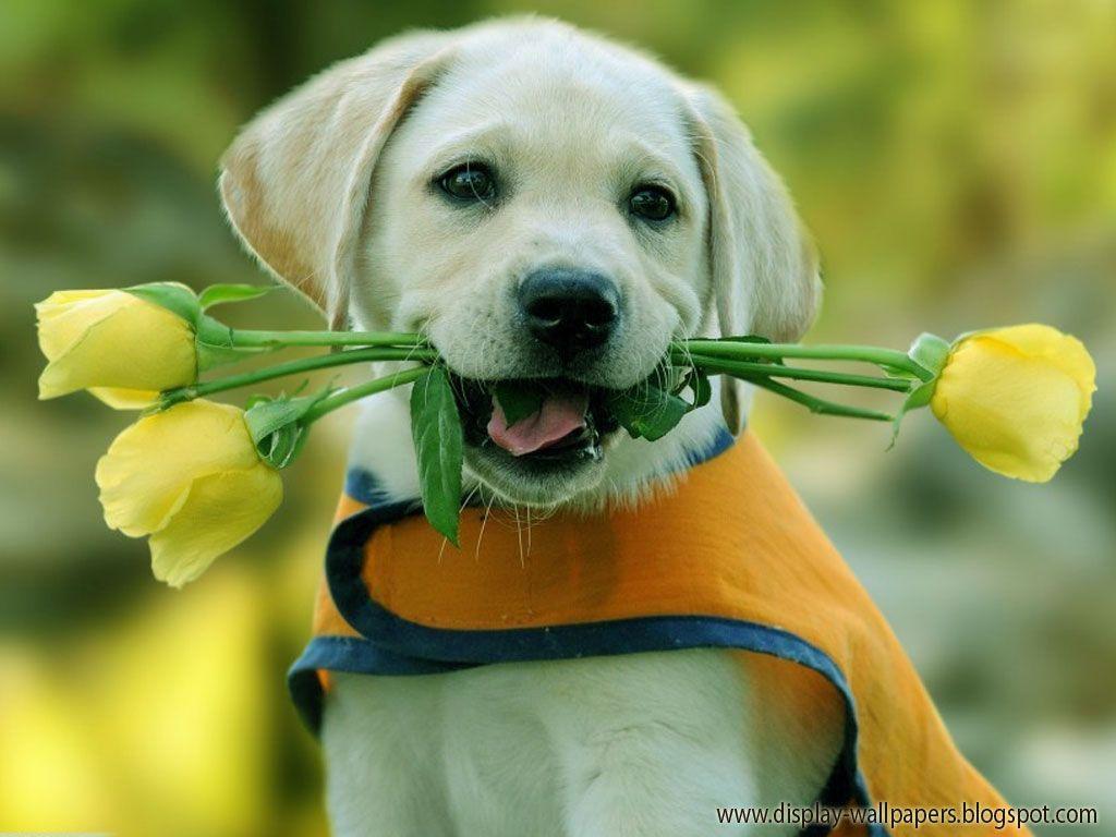 Cute Animal Desktop Wallpapers - Top Free Cute Animal Desktop ...