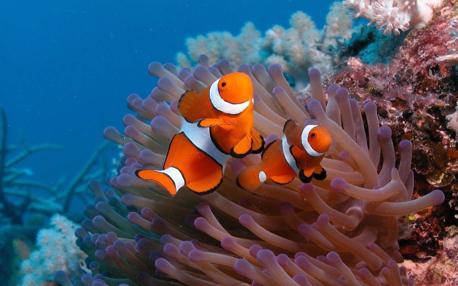 Ocean Floor Wallpapers - Top Free Ocean Floor Backgrounds - WallpaperAccess