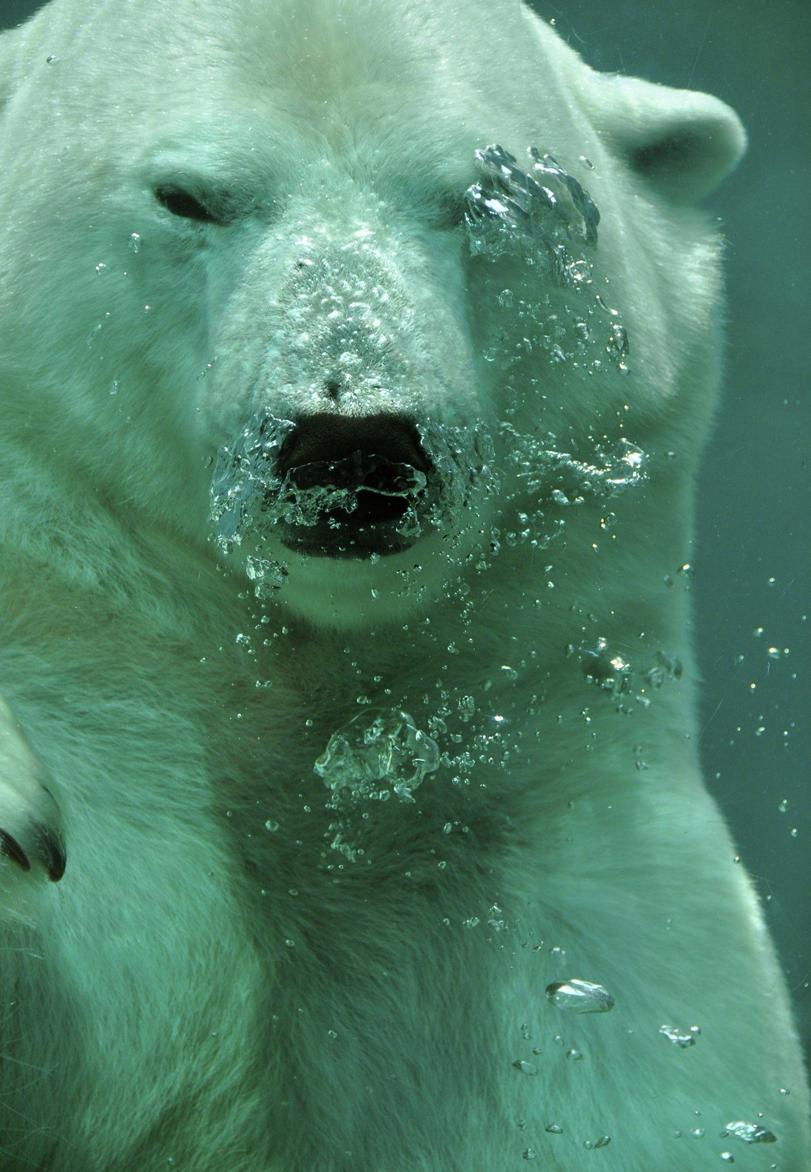 Ocean Animals Wallpapers - Top Free Ocean Animals Backgrounds ...