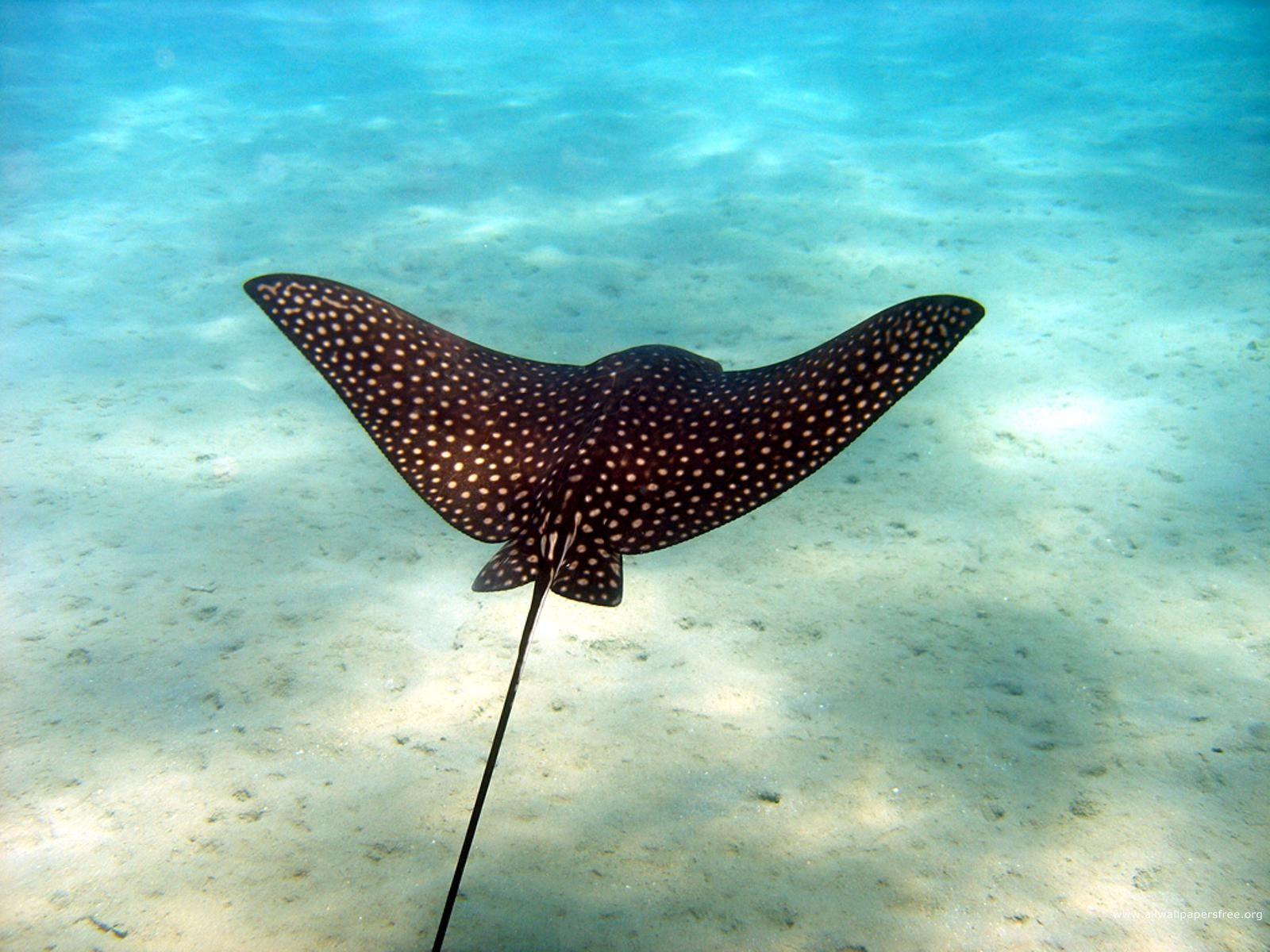 Sea Animals Wallpapers - Top Free Sea Animals Backgrounds - WallpaperAccess