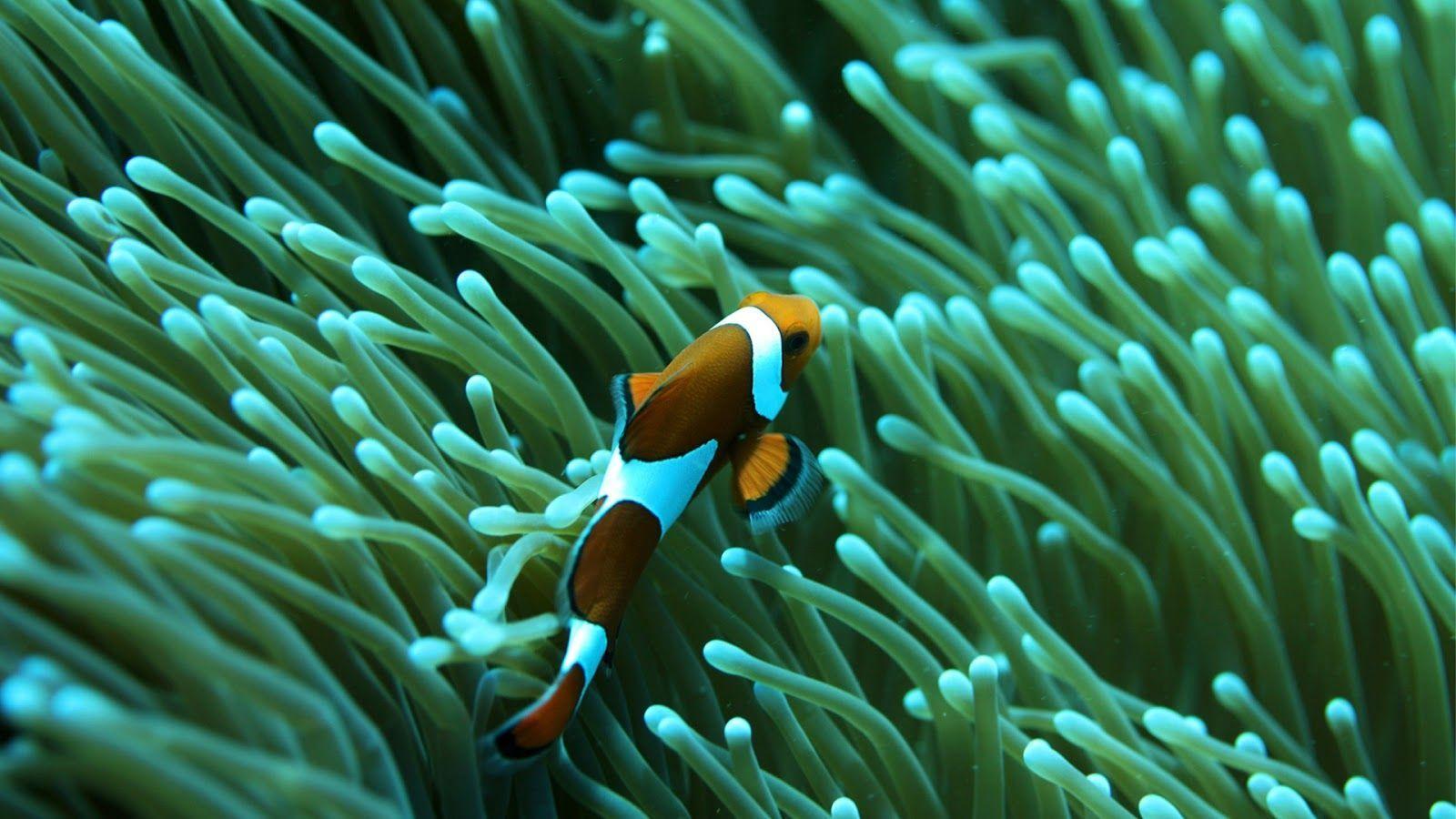 Sea Animals Wallpapers - Top Free Sea Animals Backgrounds - WallpaperAccess