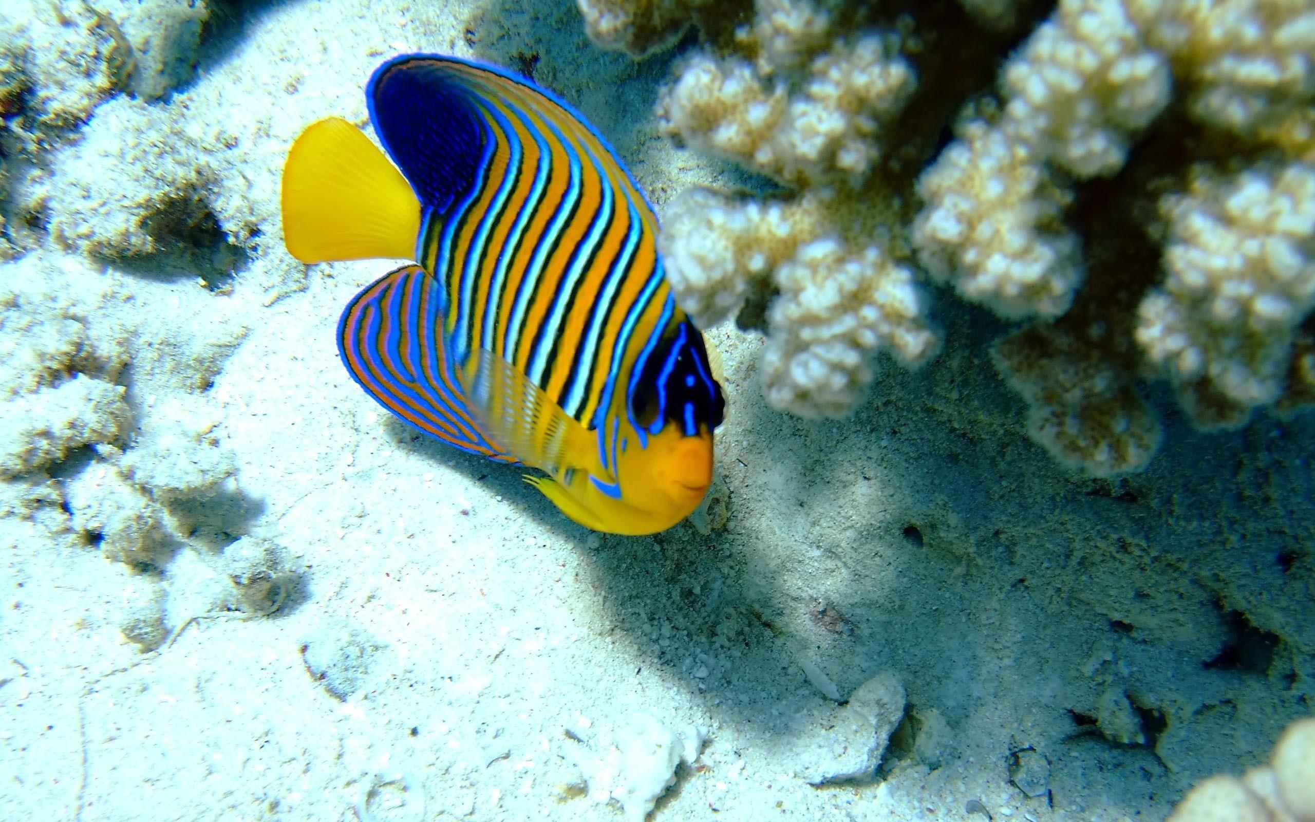 Sea Animals Wallpapers - Top Free Sea Animals Backgrounds - WallpaperAccess