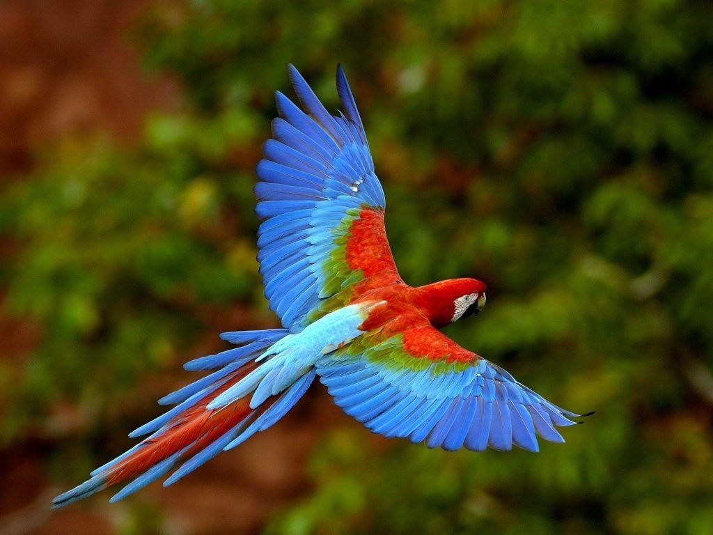 Bird Computer Wallpapers - Top Free Bird Computer Backgrounds ...