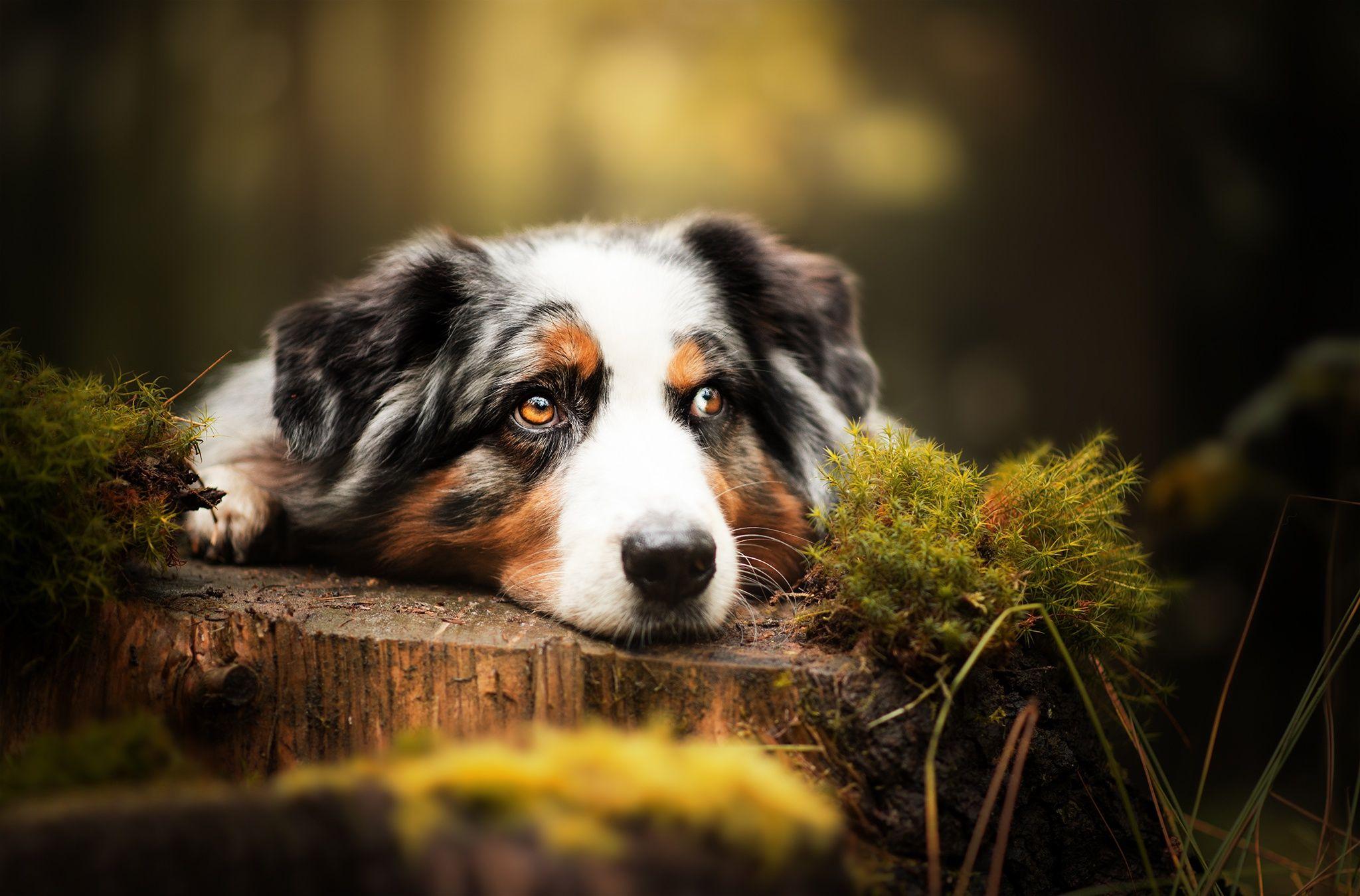 Australian Shepherd Wallpapers - Top Free Australian Shepherd ...