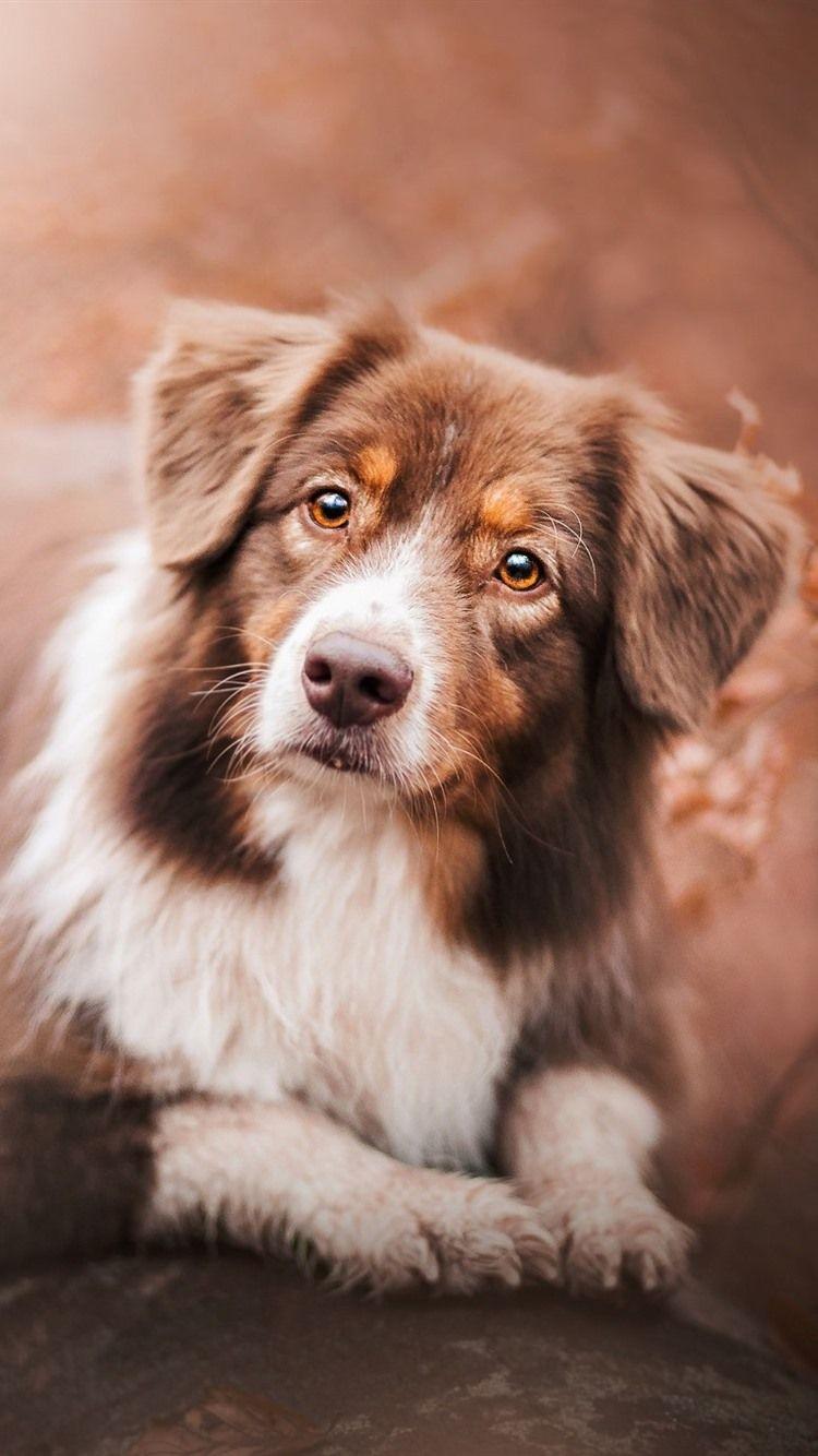 Australian Shepherd Puppy Wallpapers - Top Free Australian Shepherd ...
