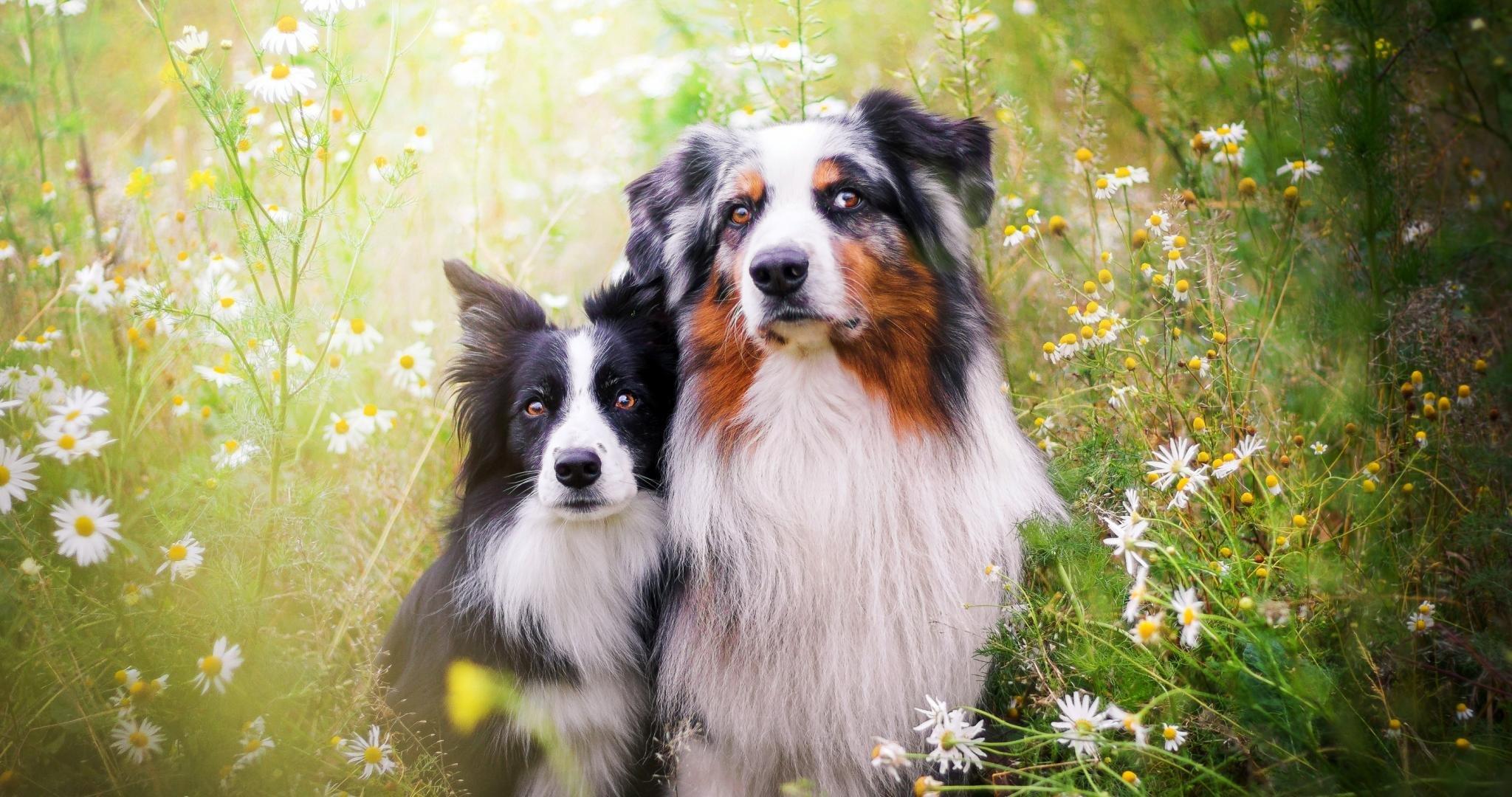 Australian Shepherd Wallpapers - Top Free Australian Shepherd ...