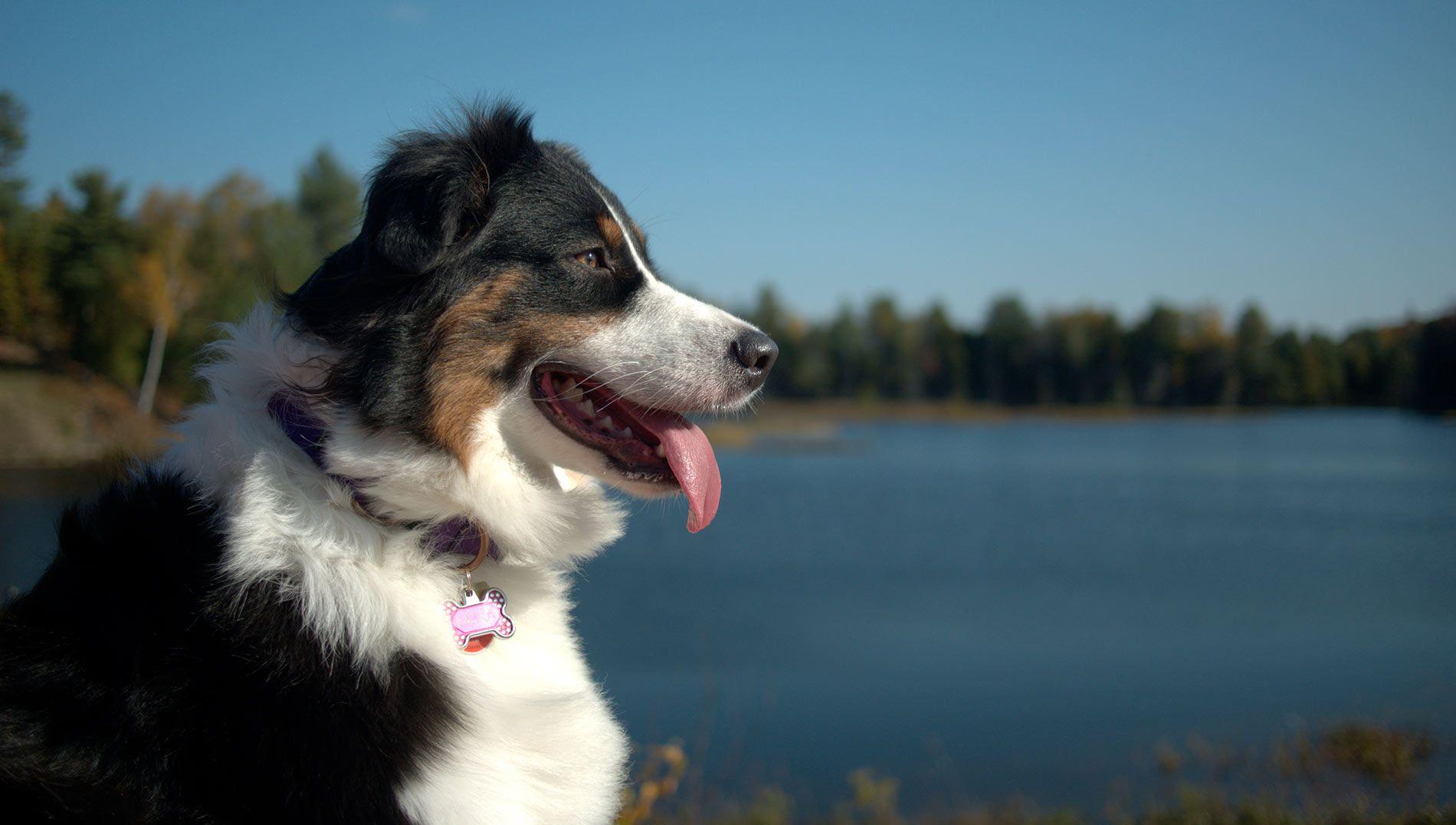 Australian Shepherd Wallpapers - Top Free Australian Shepherd ...