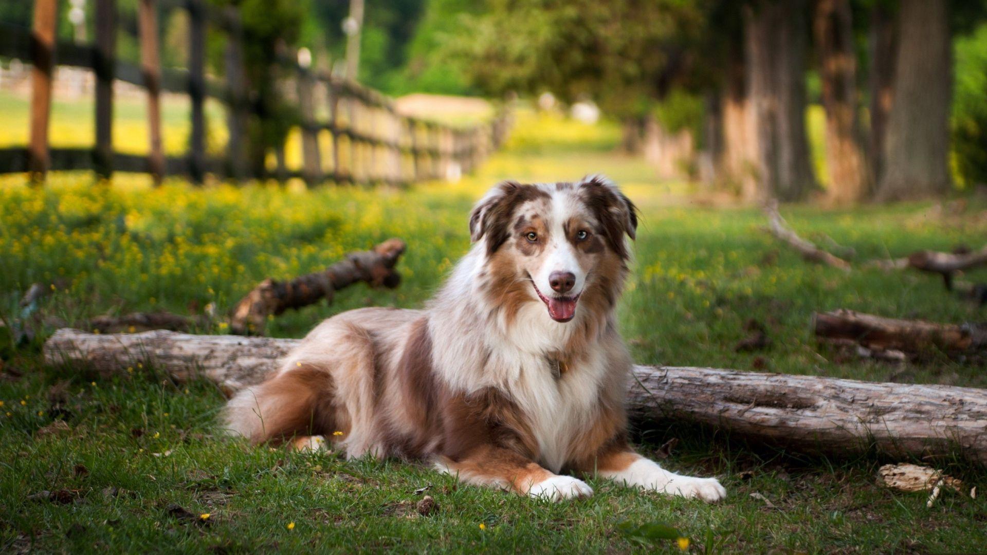 Australian Shepherd Wallpapers - Top Free Australian Shepherd ...